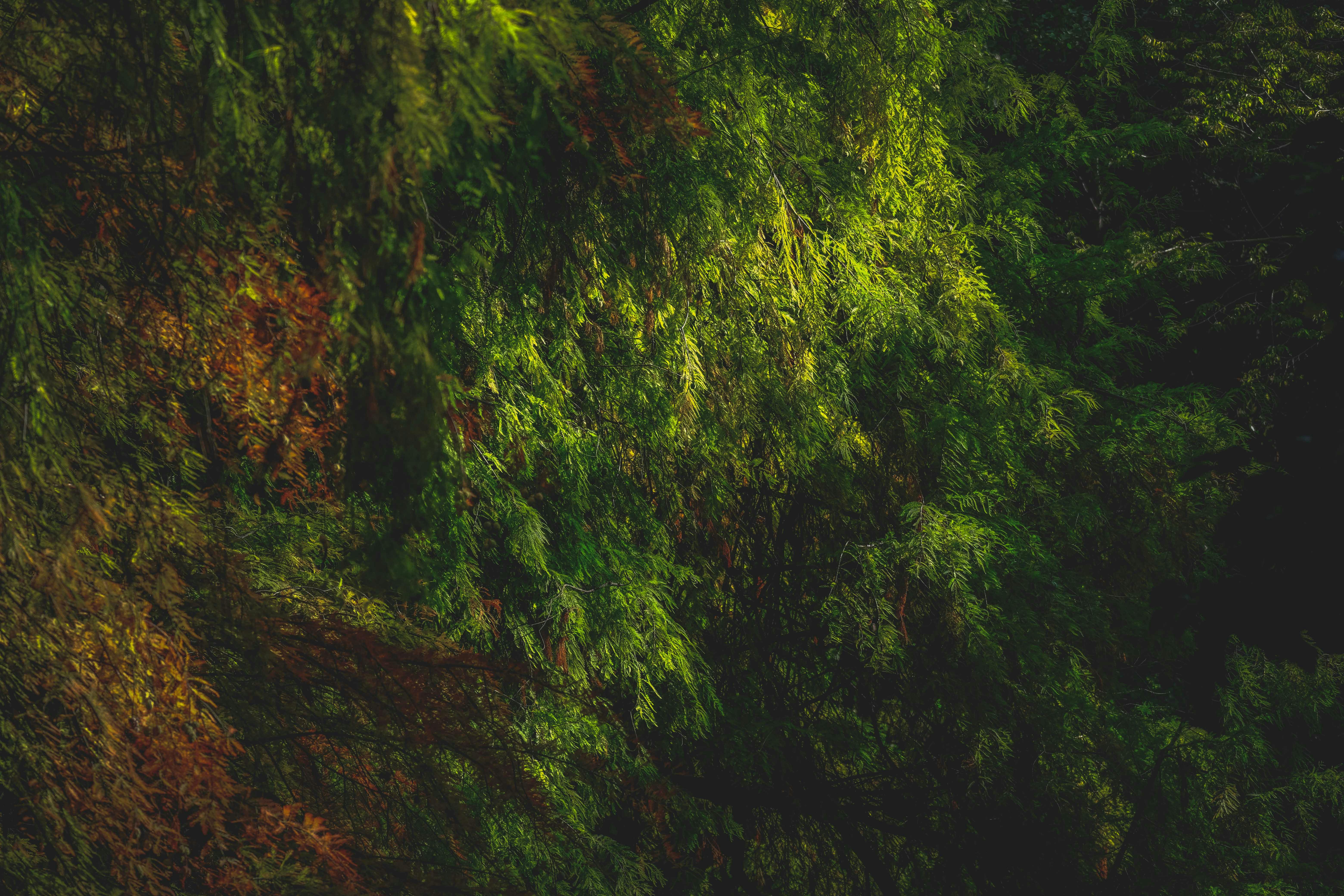 Lush woods with fresh green foliage in sunlight · Free Stock Photo