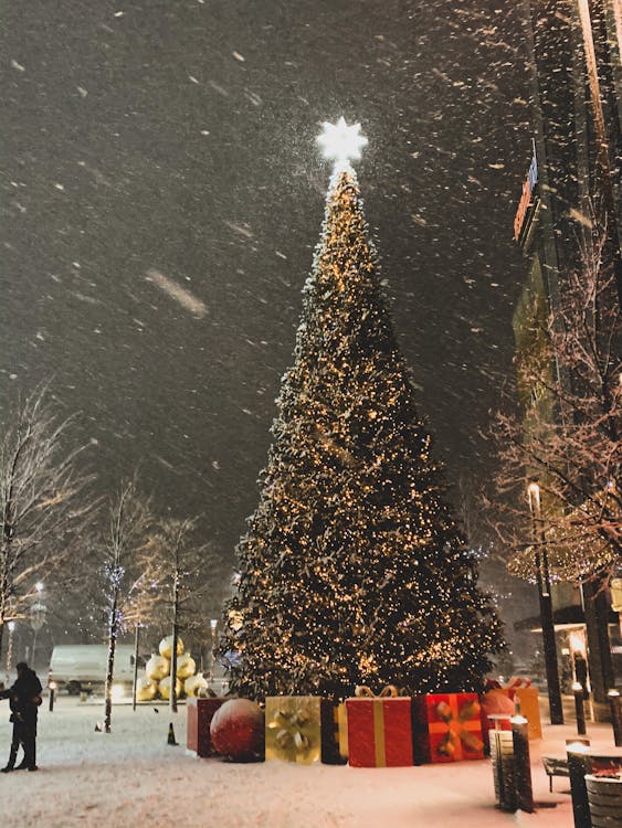 A Christmas Tree During Winter · Free Stock Photo A Christmas Tree During Winter · Free Stock Photo