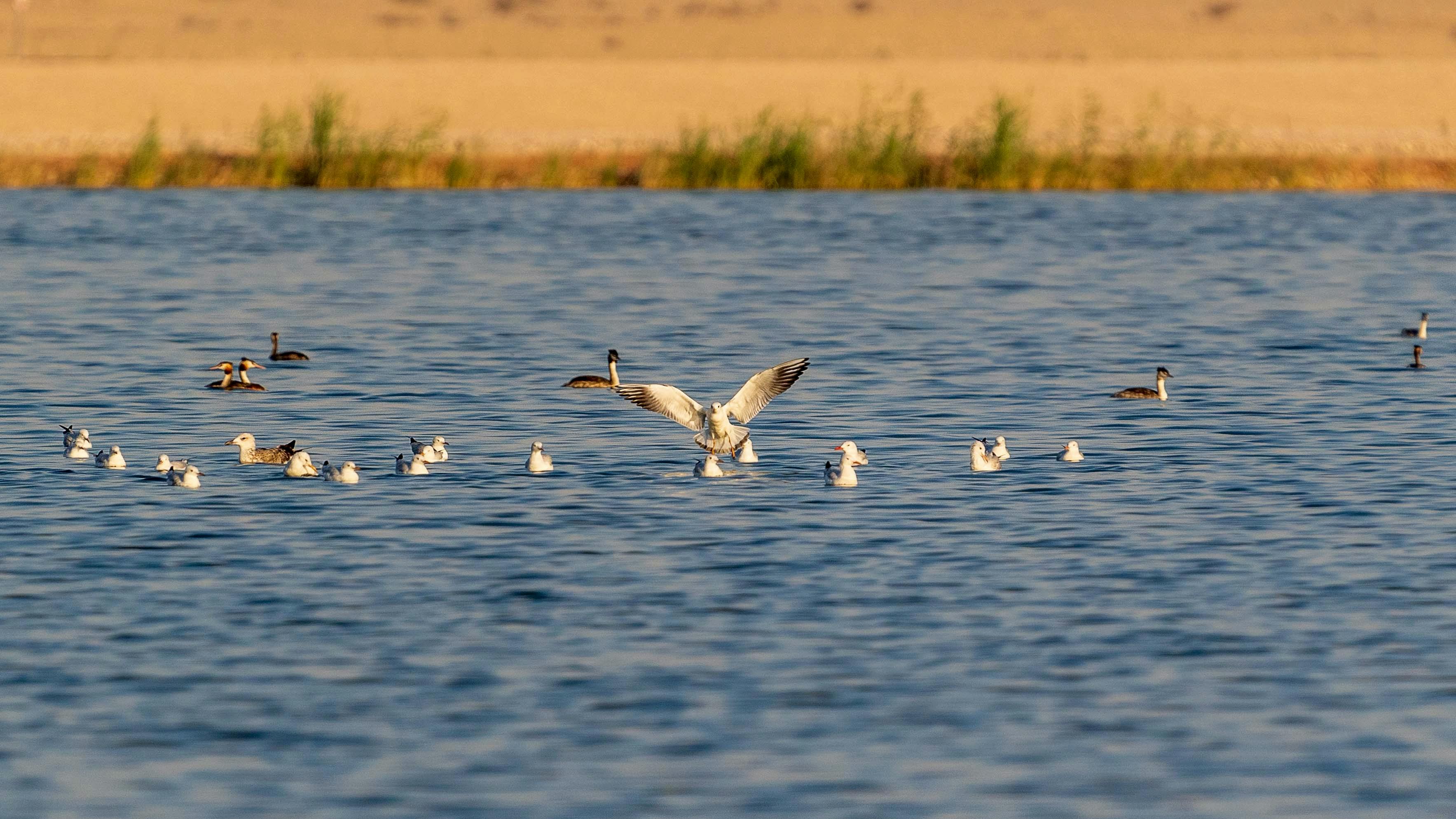 Birds on river near sandy coast · Free Stock Photo