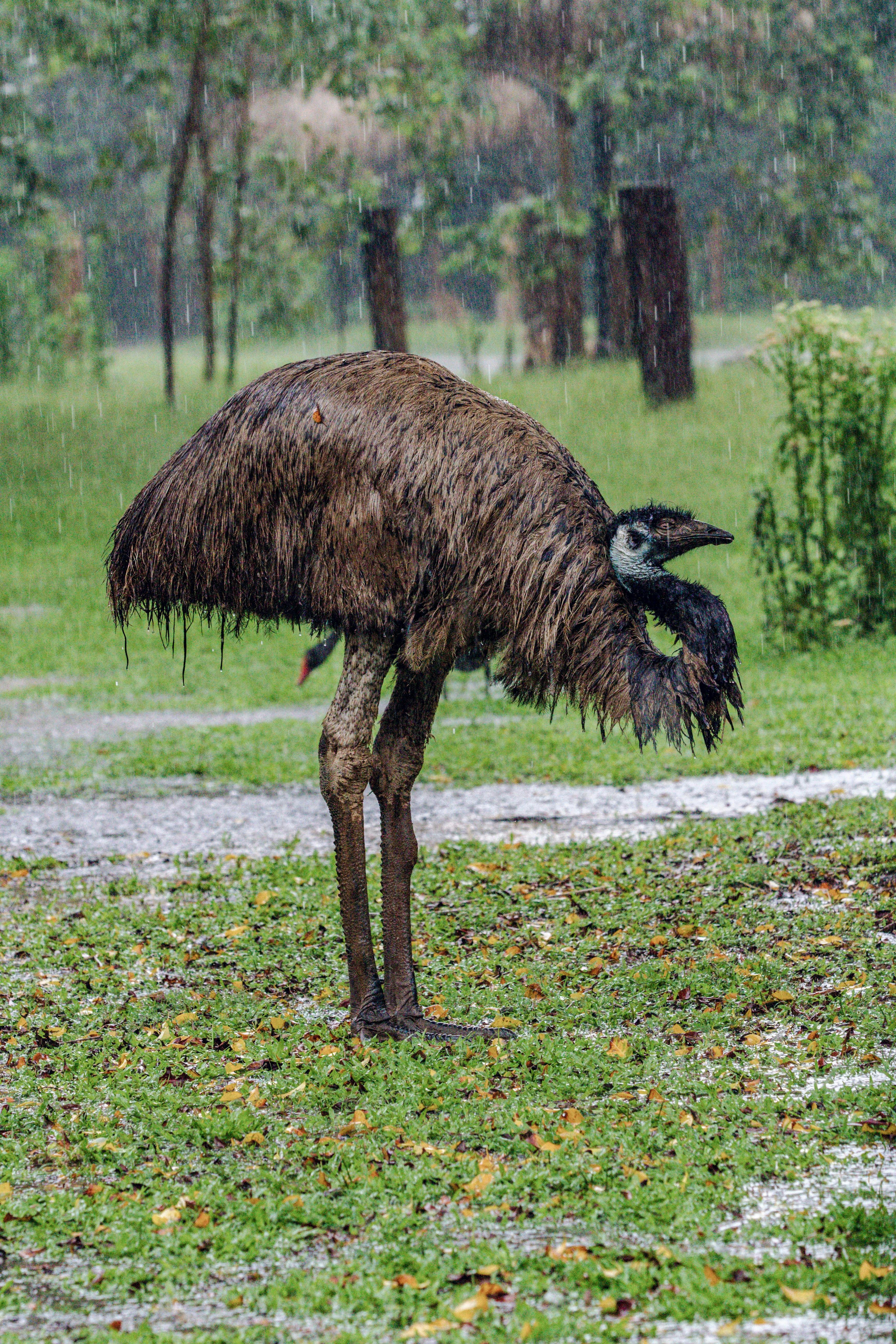 Curious emu bird standing on grass · Free Stock Photo