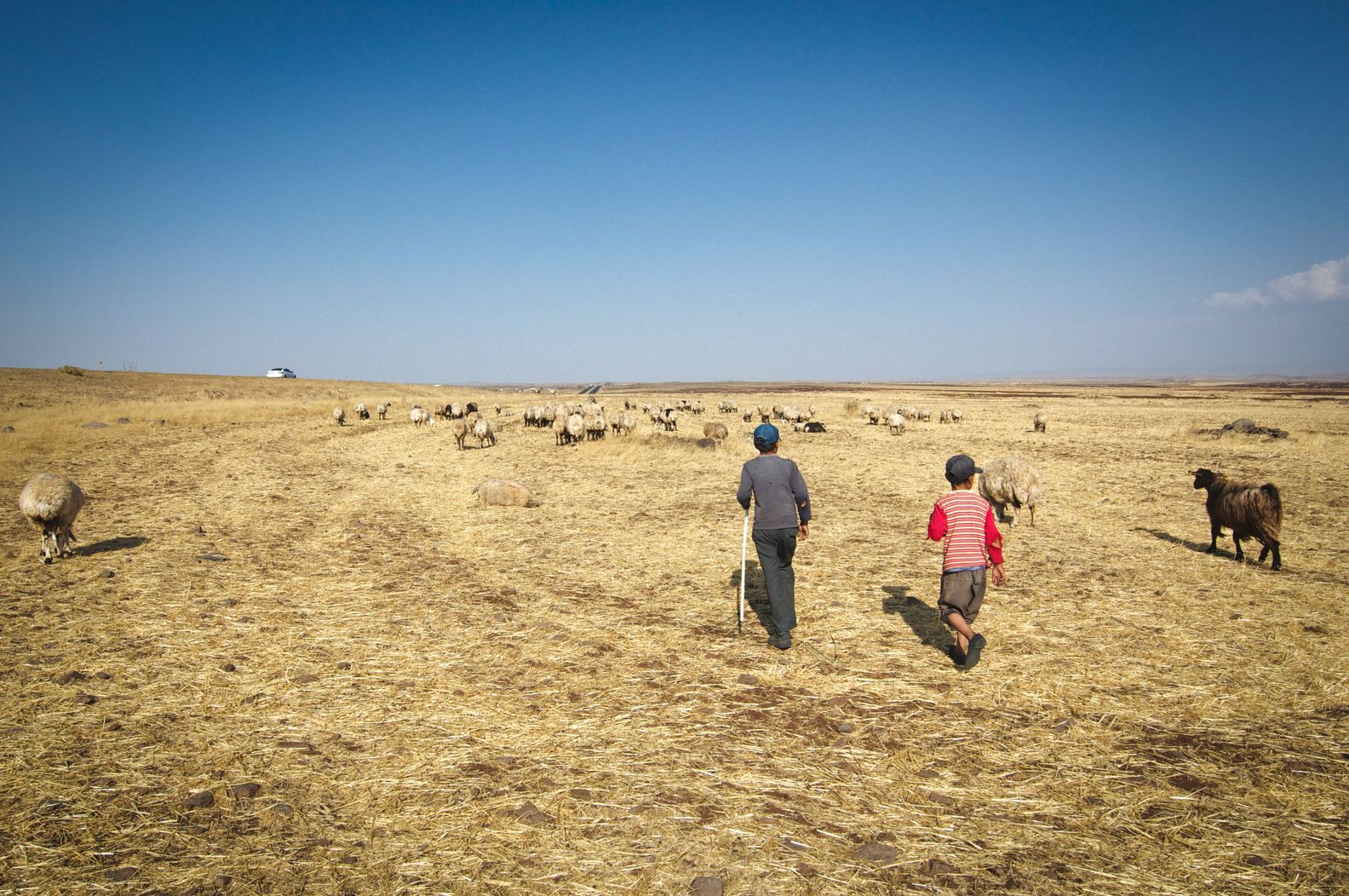 Discover the Turkish Boz Shepherd: Origins, Traits, and Care