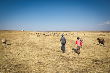 Discover the Turkish Boz Shepherd: Origins, Traits, and Care