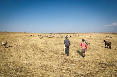 Discover the Turkish Boz Shepherd: Origins, Traits, and Care