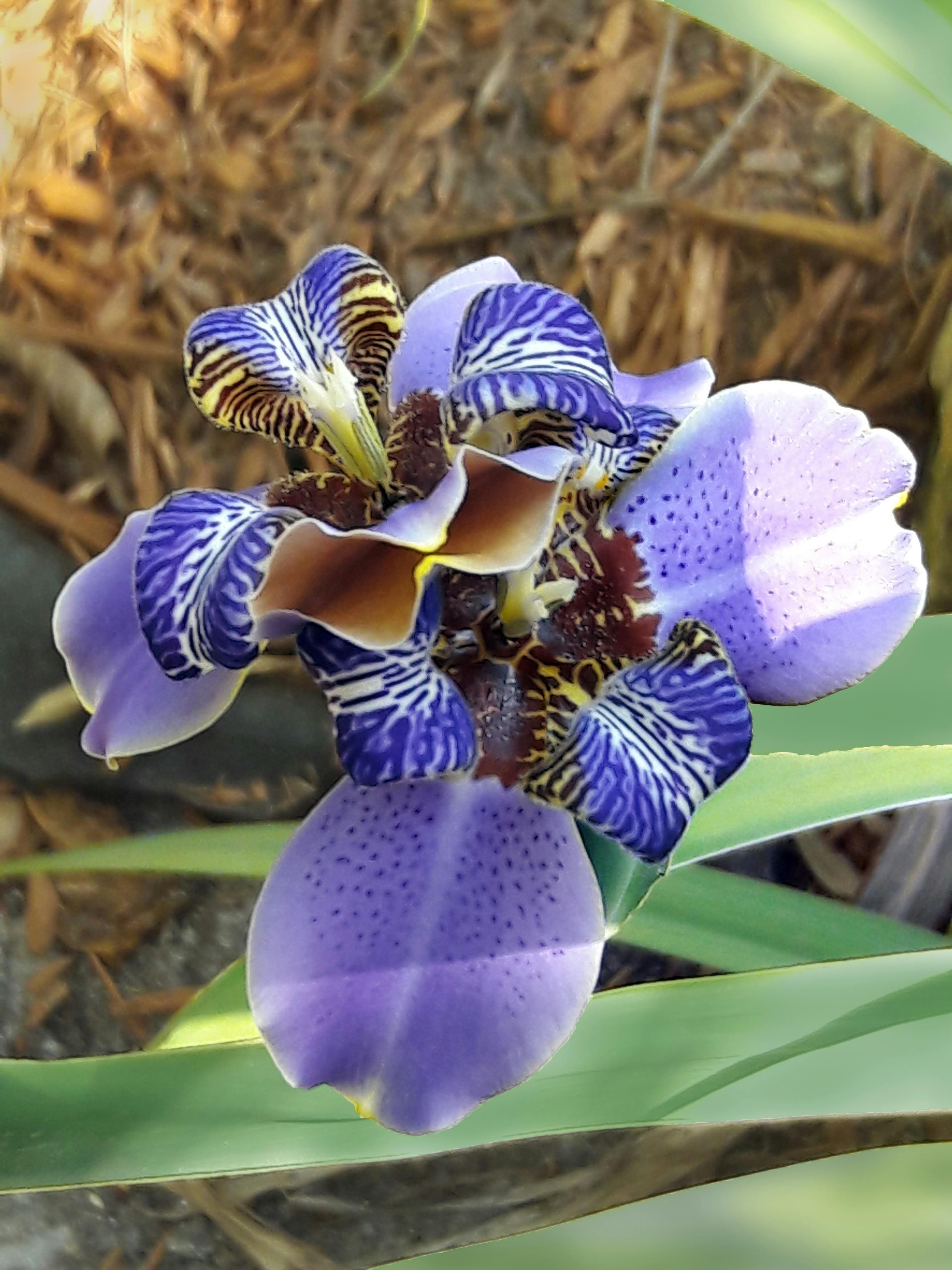 Photo gratuite de bouton de fleur, fleur, iris
