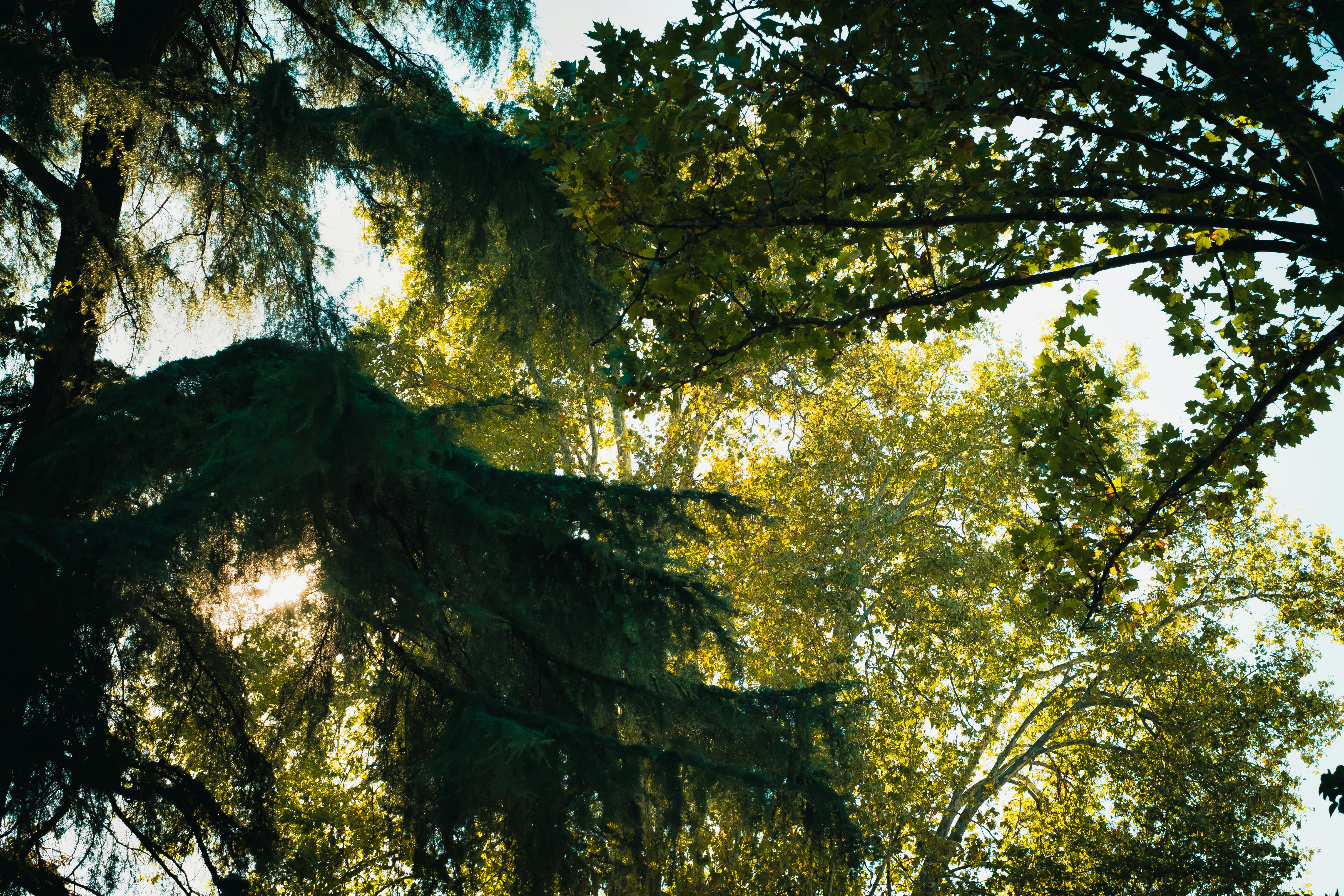 Big Trees with Green Lush Leaves · Free Stock Photo