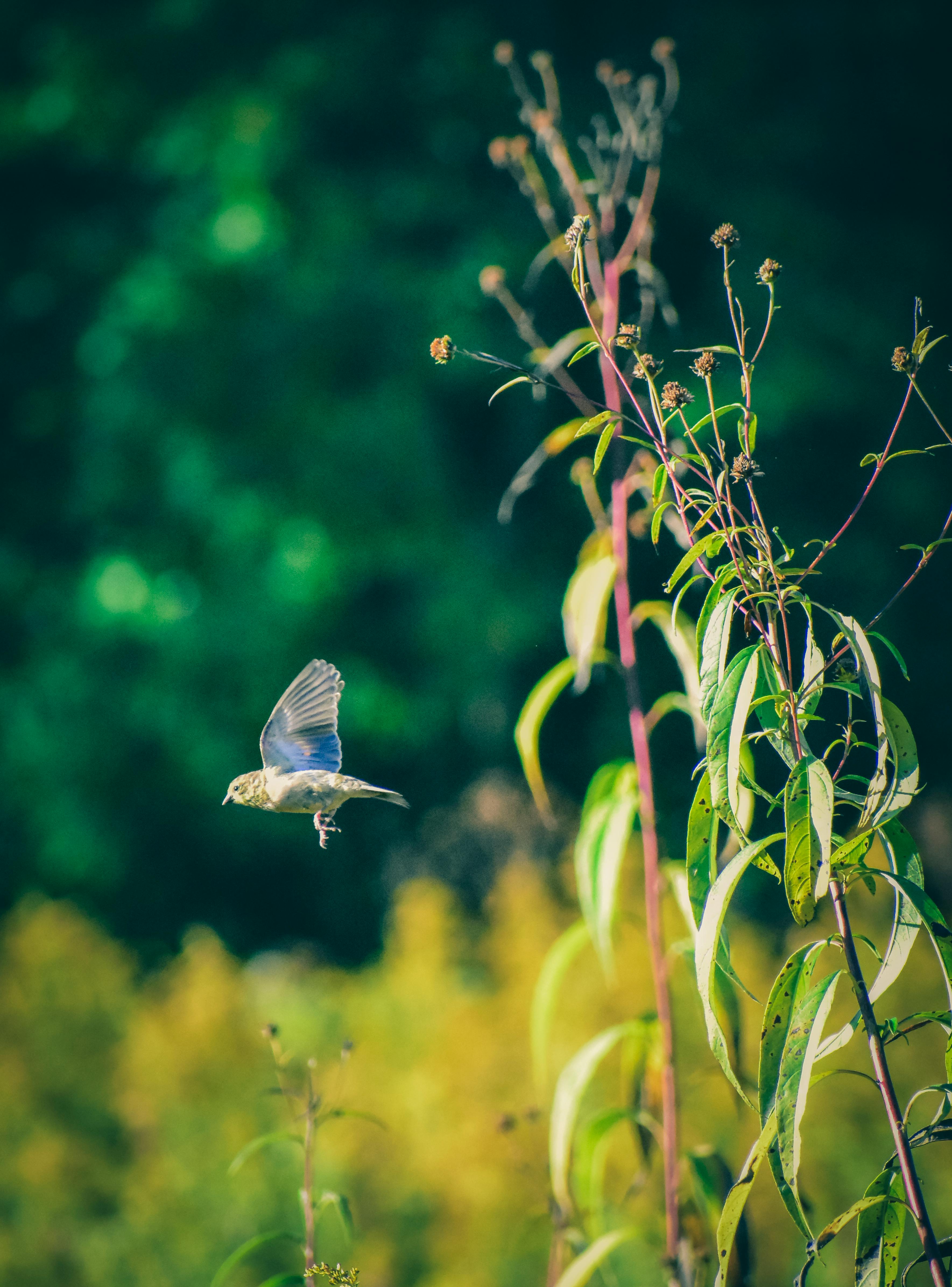 Bi Fly Photos, Download The BEST Free Bi Fly Stock Photos & HD Images