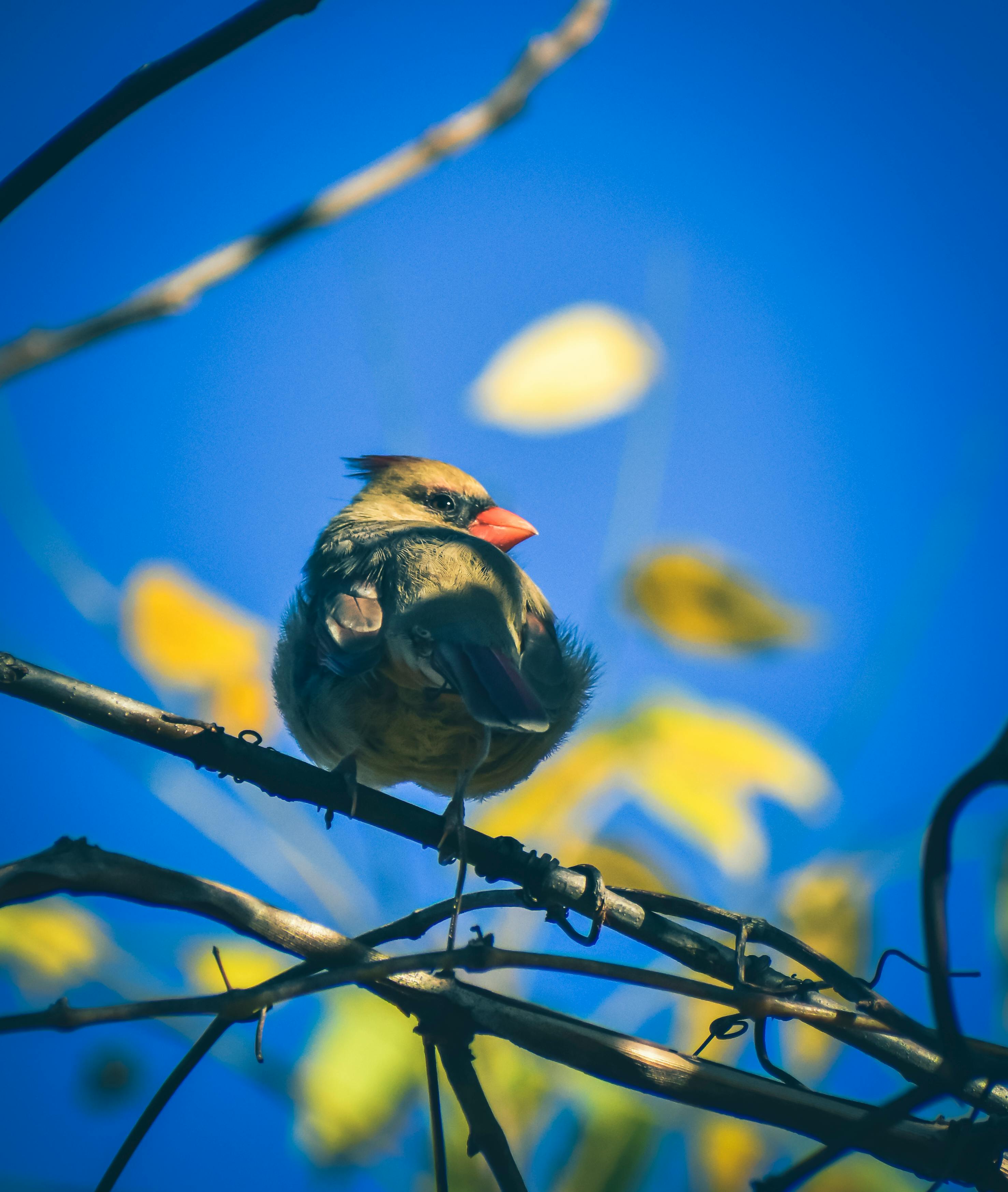 Small bird sitting on wooden surface · Free Stock Photo