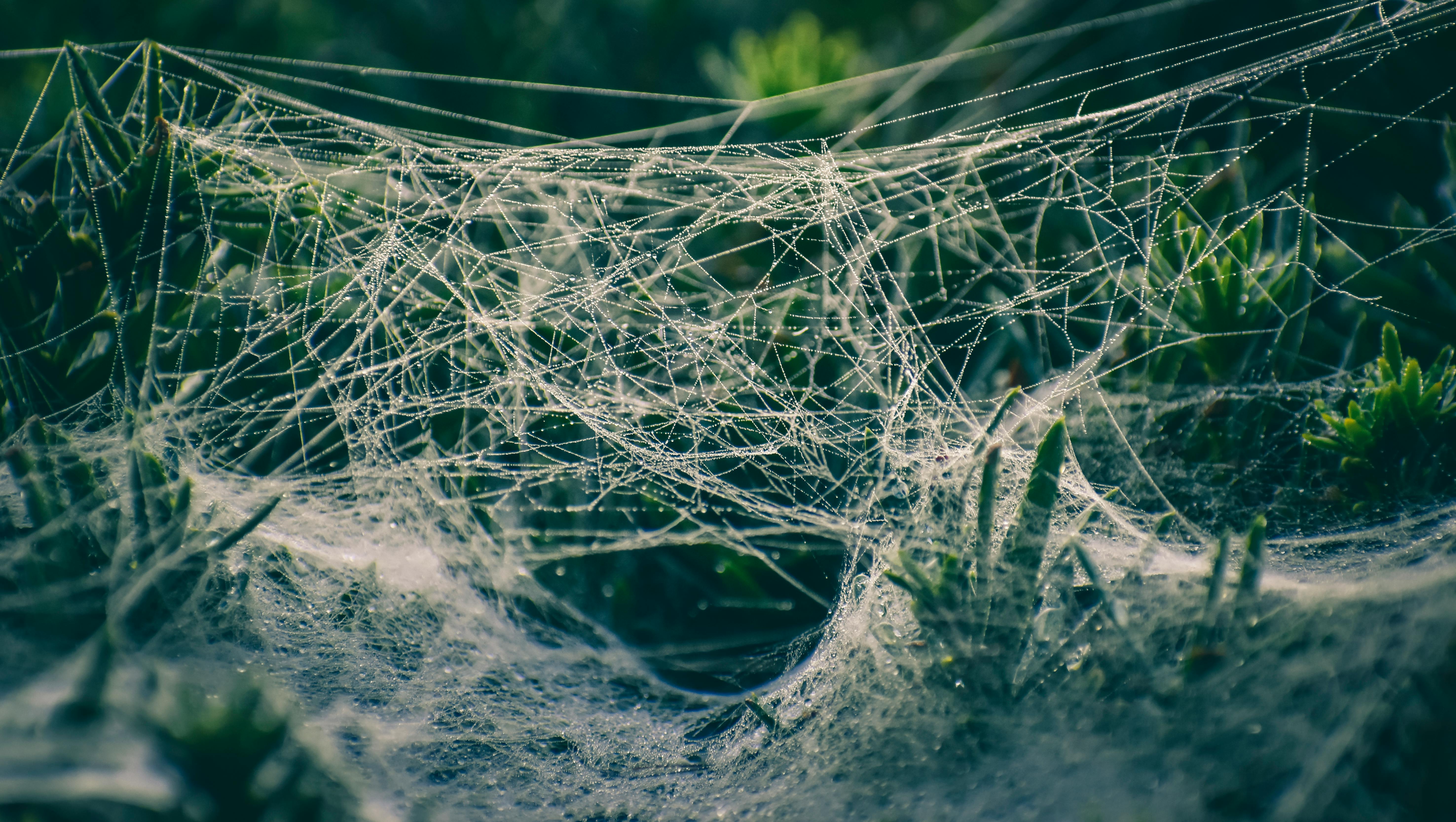 Tangle Photos, Download The BEST Free Tangle Stock Photos & HD Images