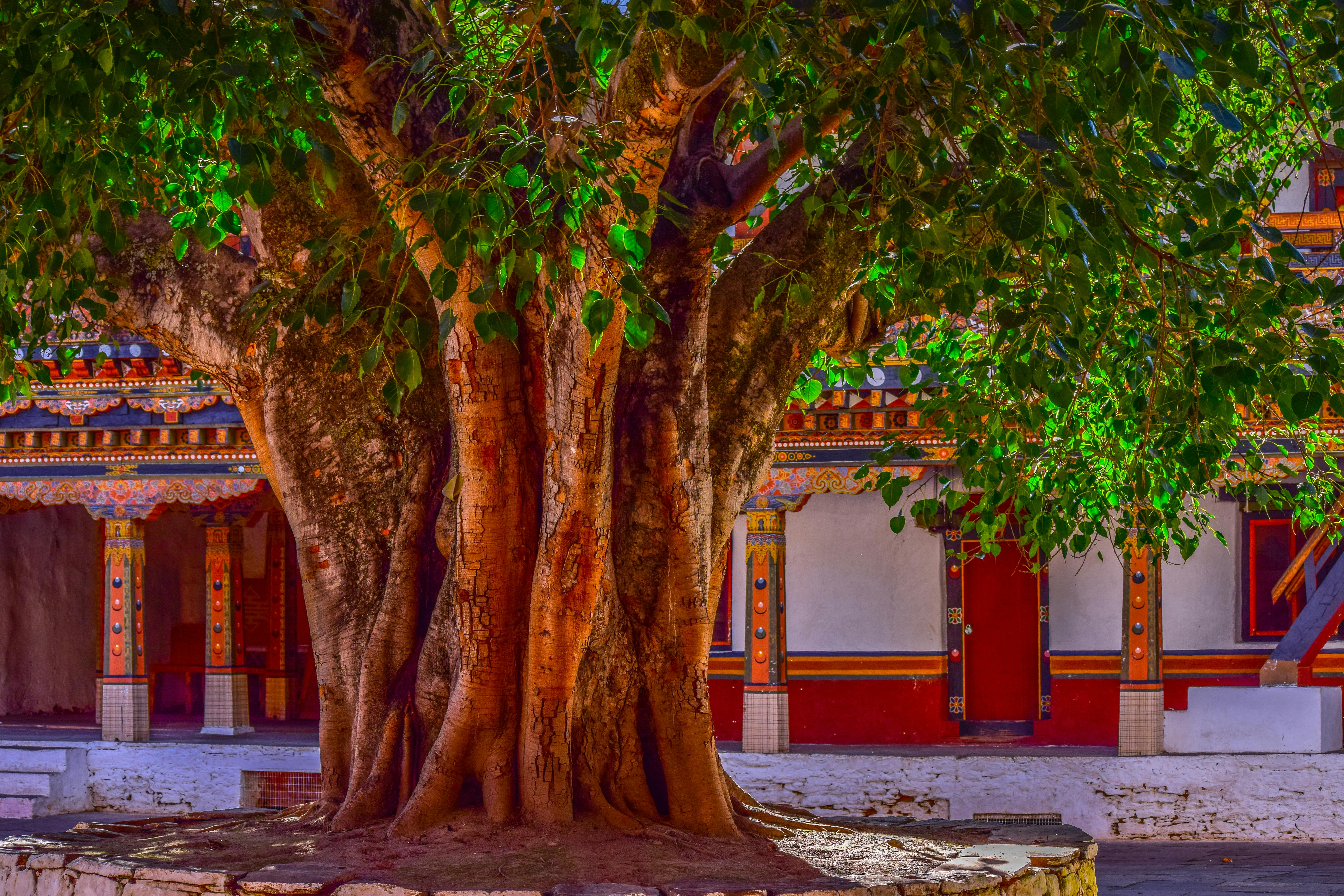 Free stock photo of banyan, banyan tree, bark