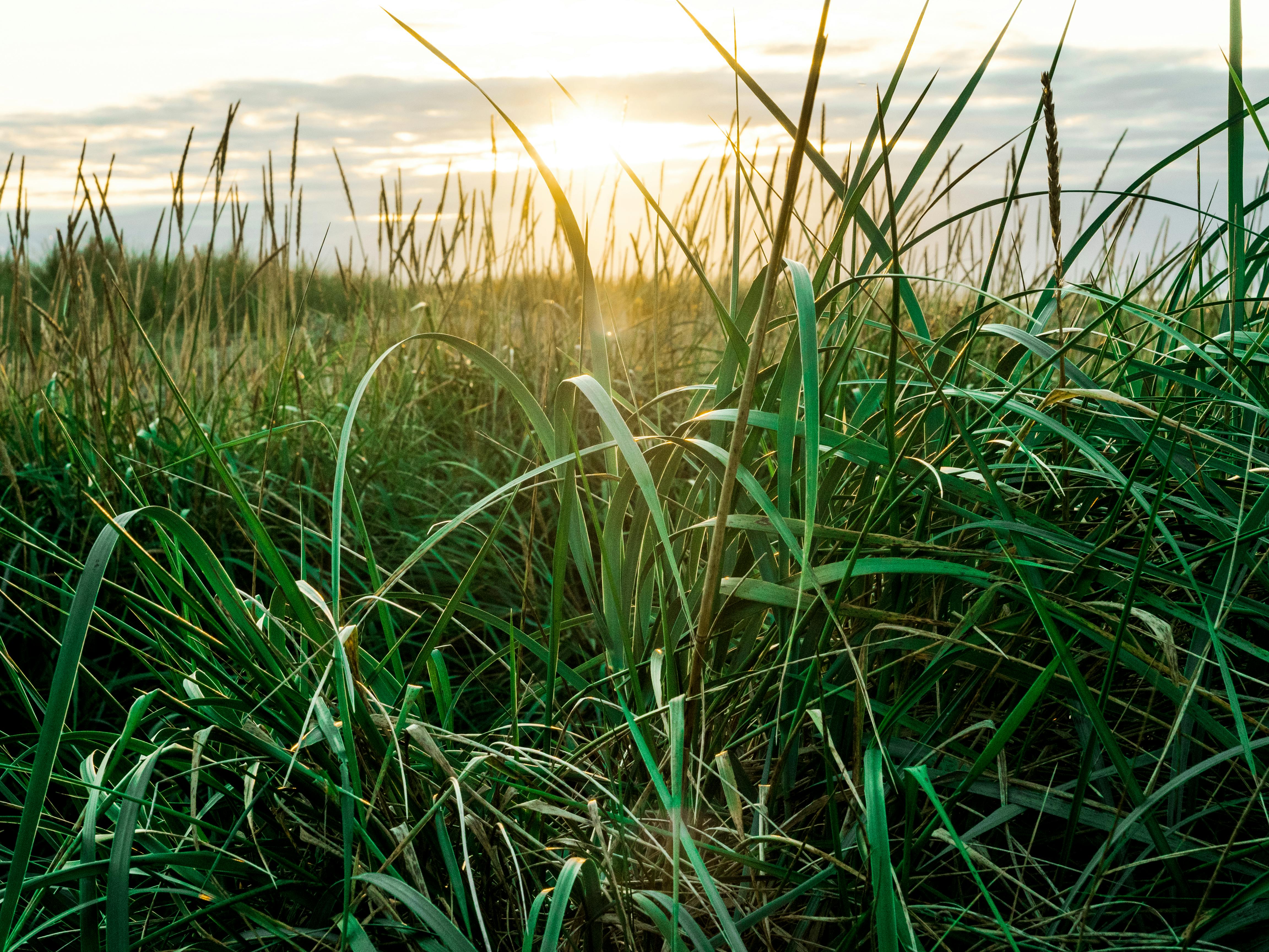 Grass Field · Free Stock Photo