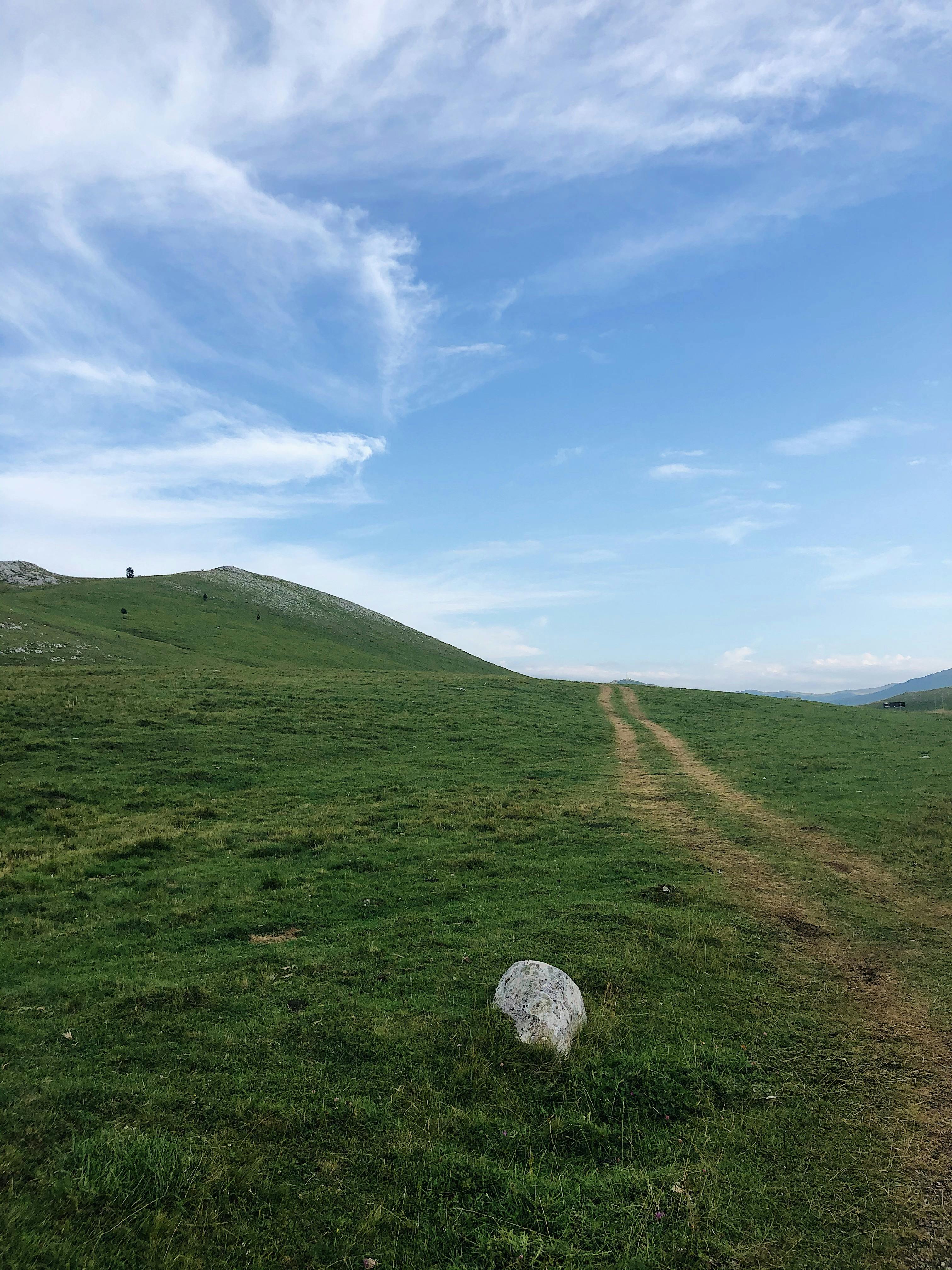 Trees Surrounded by Green Grass Field during Daytime · Free Stock Photo