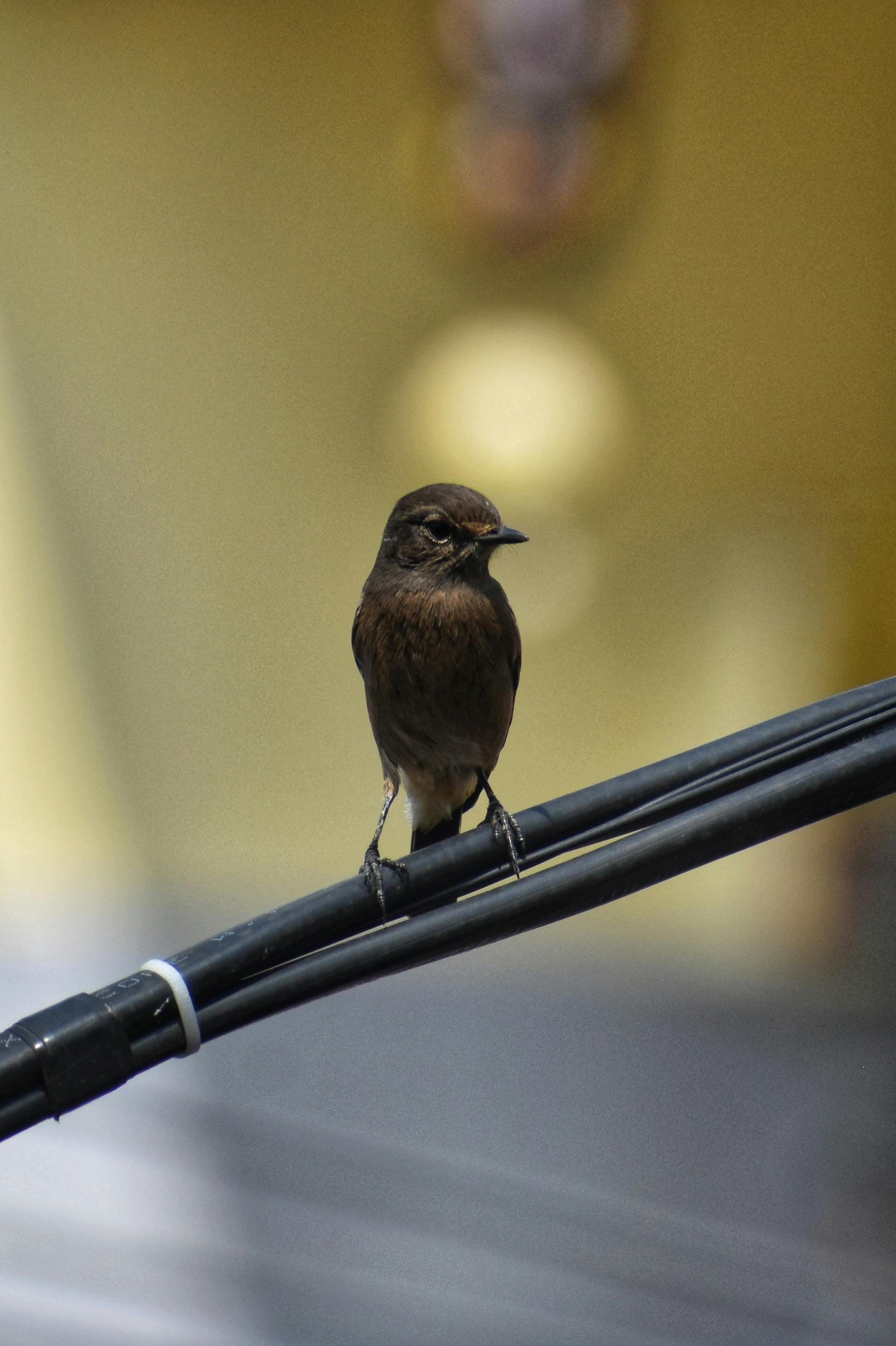 Bird Perching on a Cord · Free Stock Photo