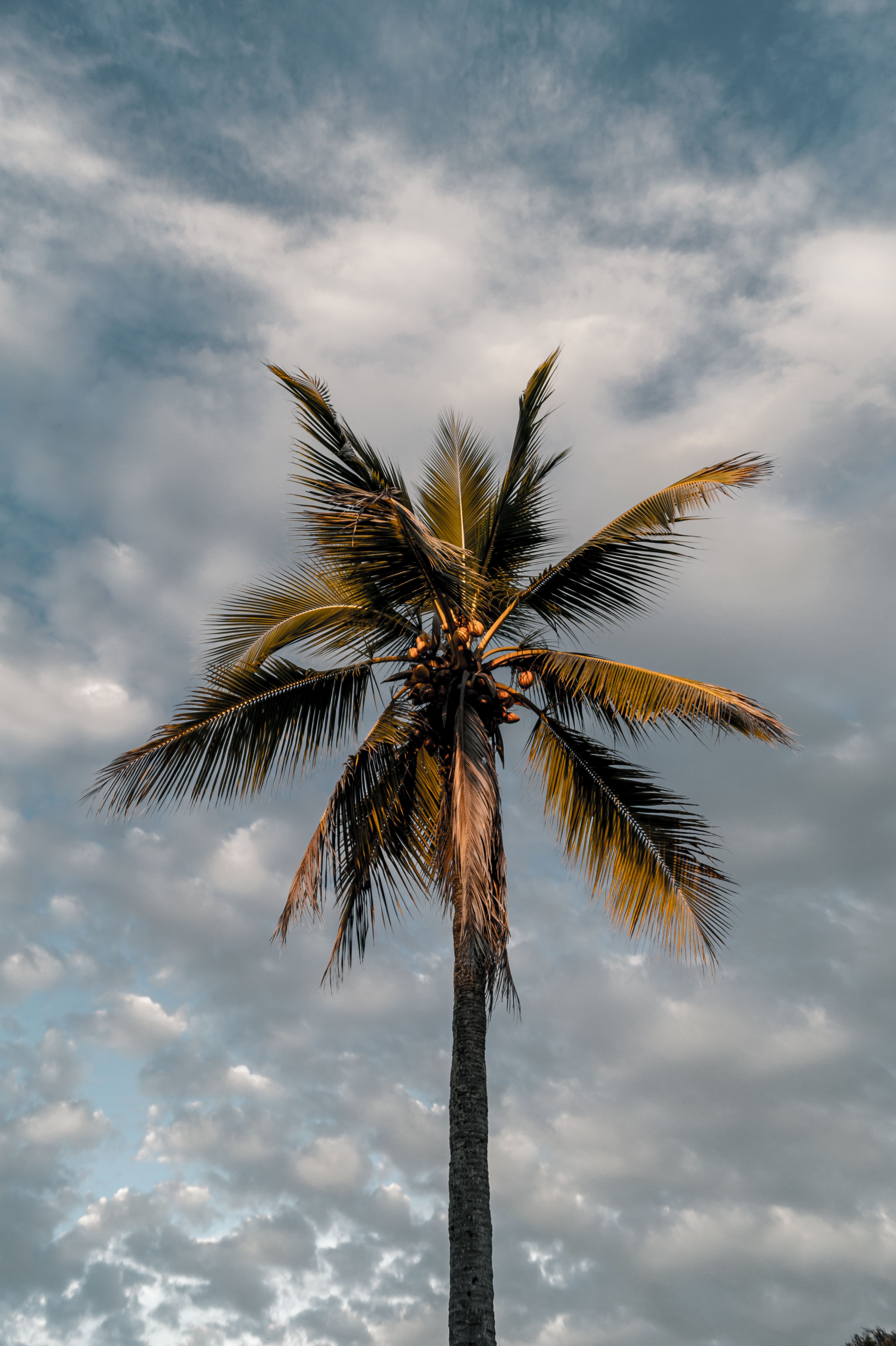 Low Angle Photography of Palm Tree · Free Stock Photo