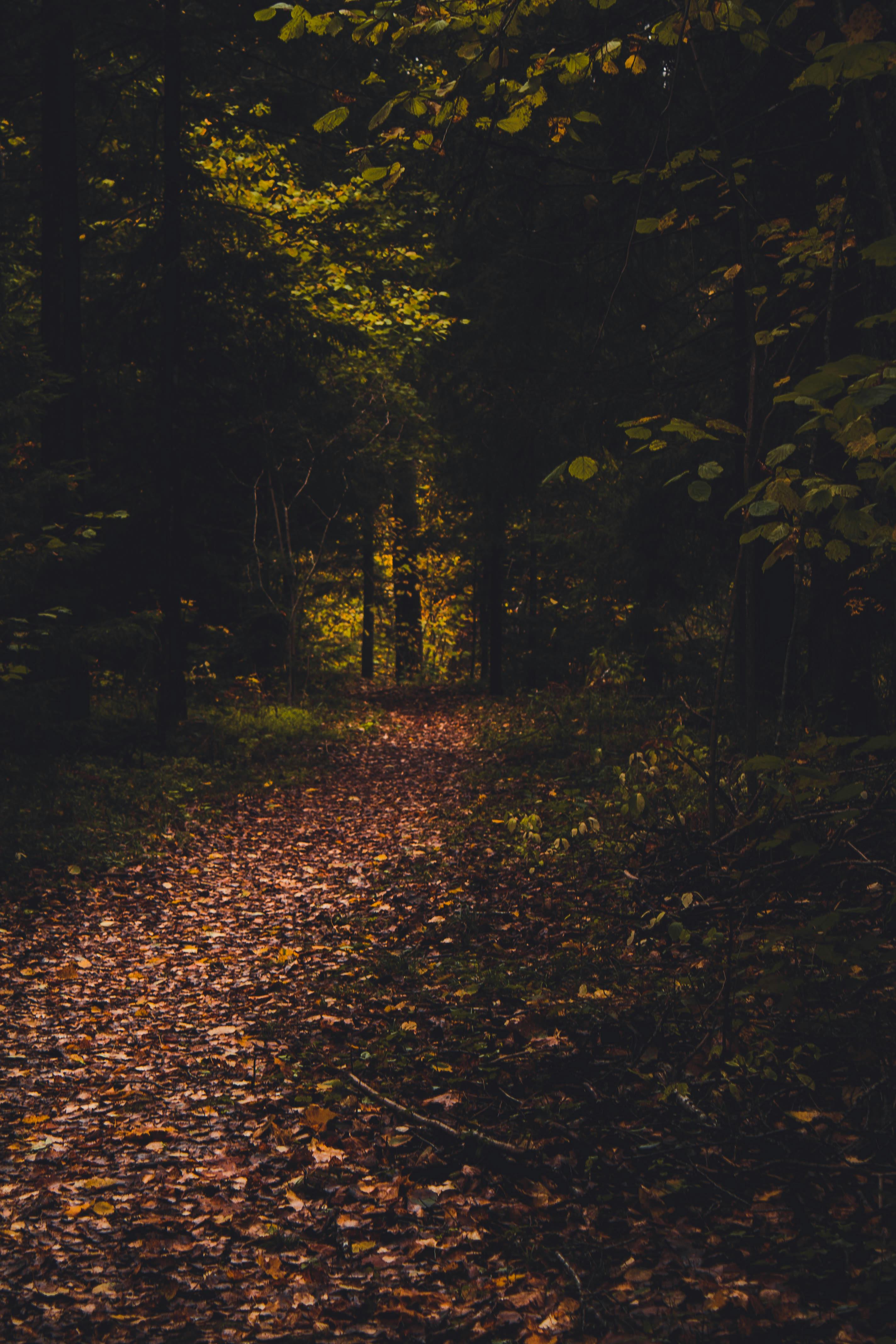 Pathway in a Dark Forest · Free Stock Photo