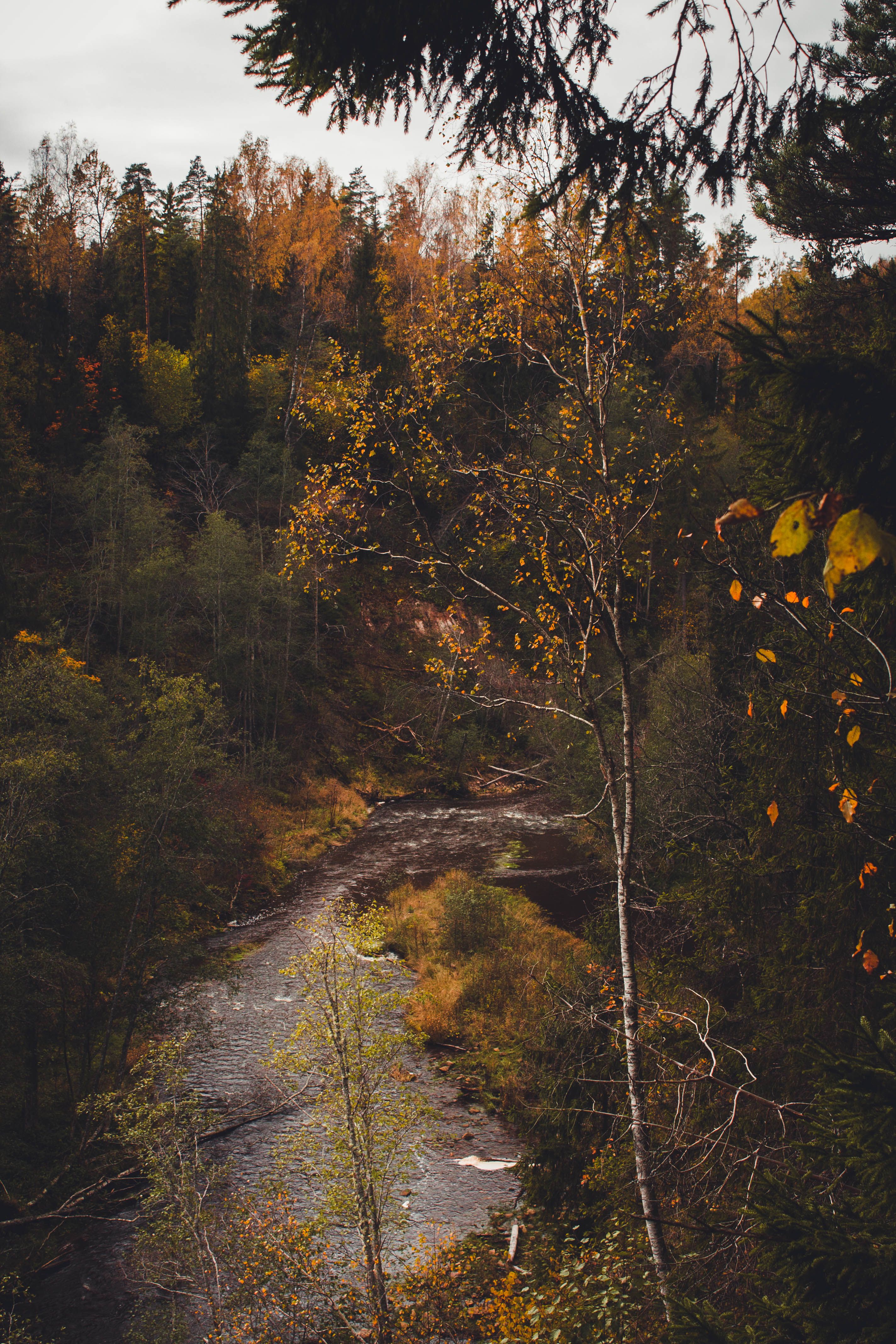 River Branches Photos, Download The BEST Free River Branches Stock ...