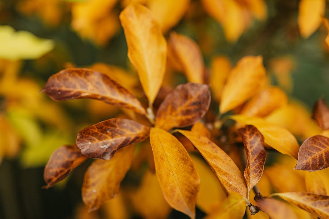 How to Treat Brown Rot on Peach Trees and Prevent It