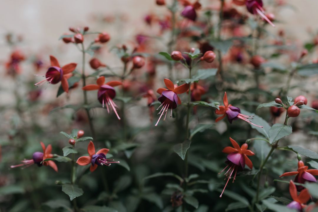 Do fuchsias like full sun or partial shade? Find out here!