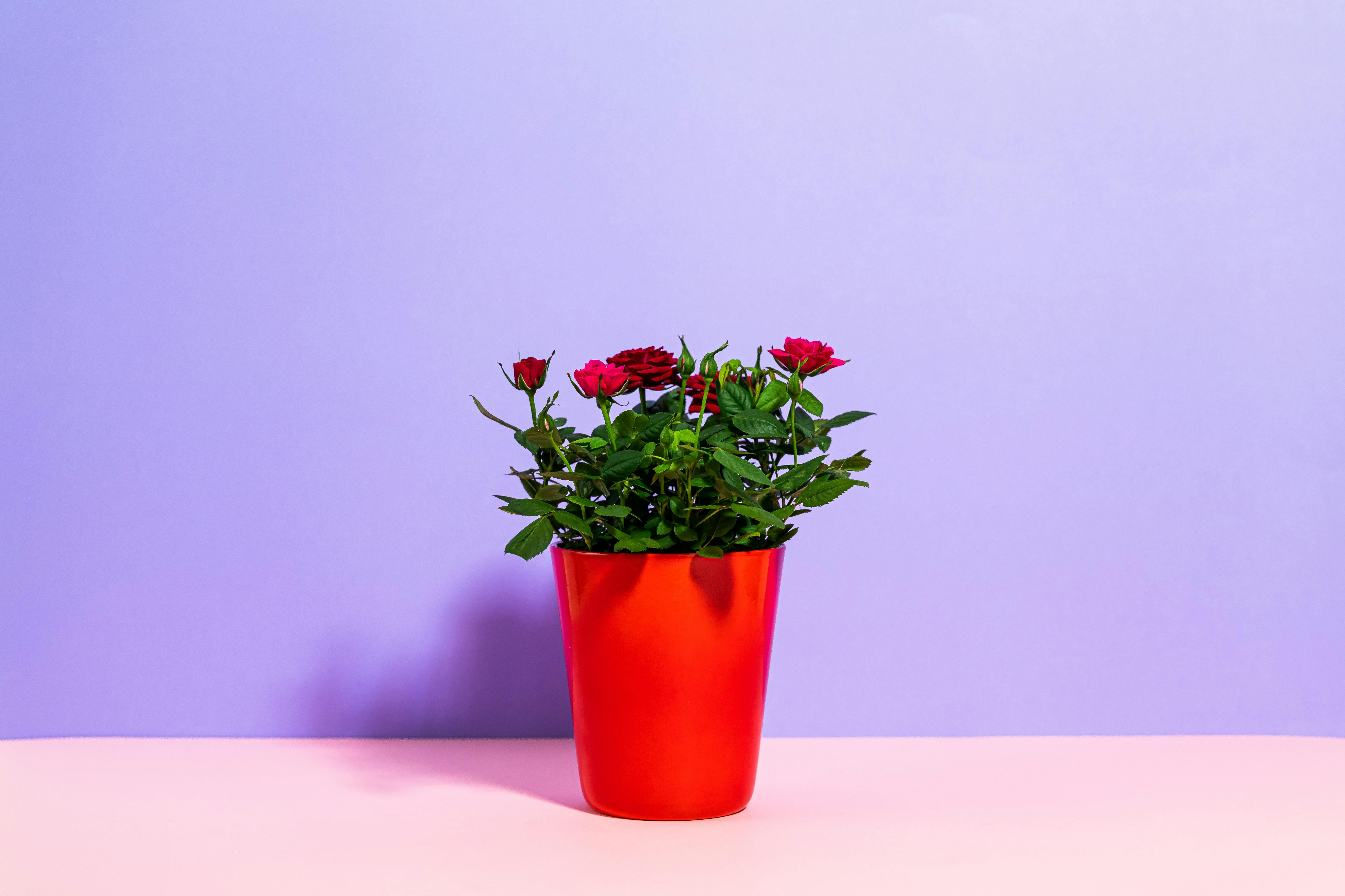 Photo of Red Roses in a Red Pot · Free Stock Photo