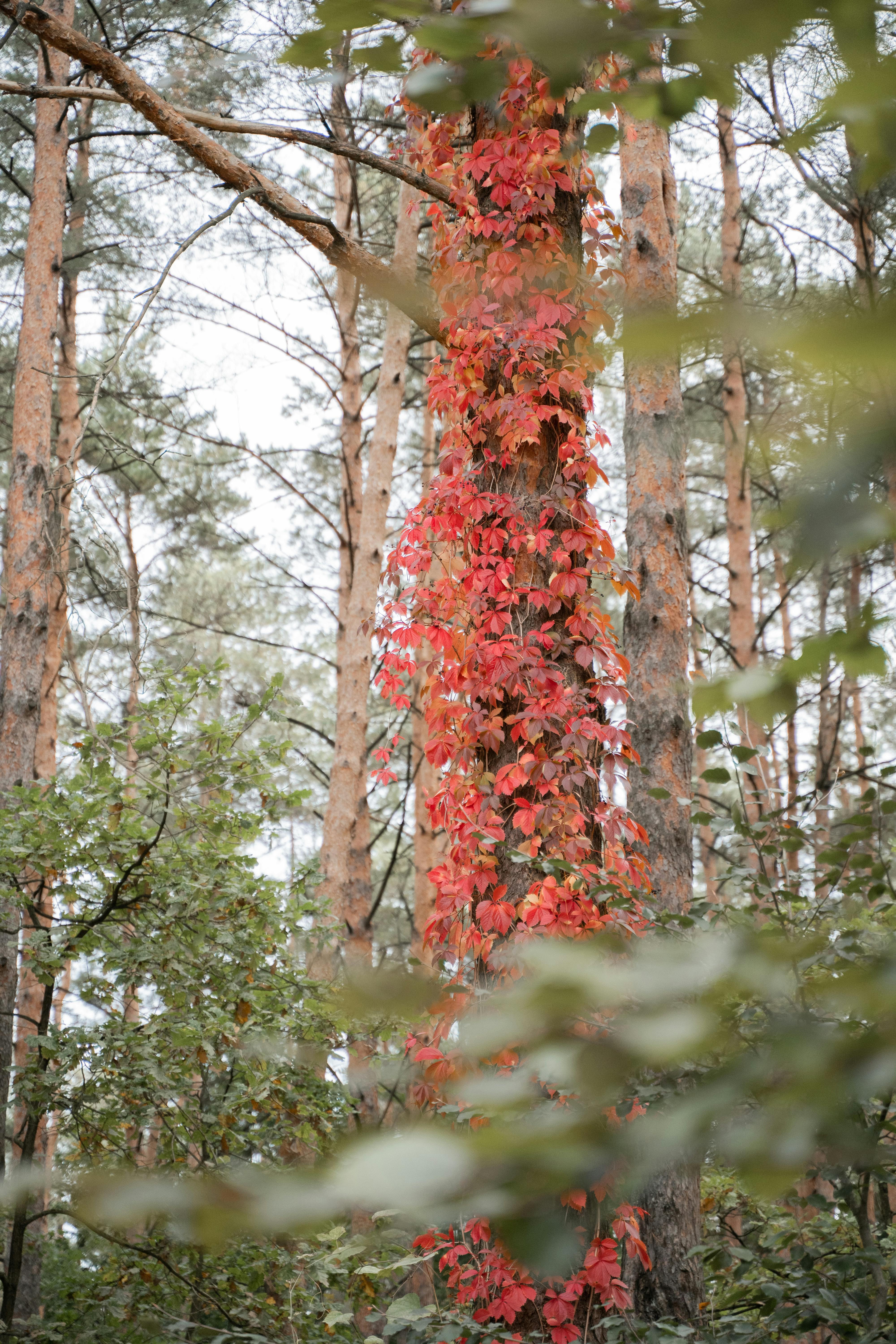Red Leaves among Trees in Forest · Free Stock Photo