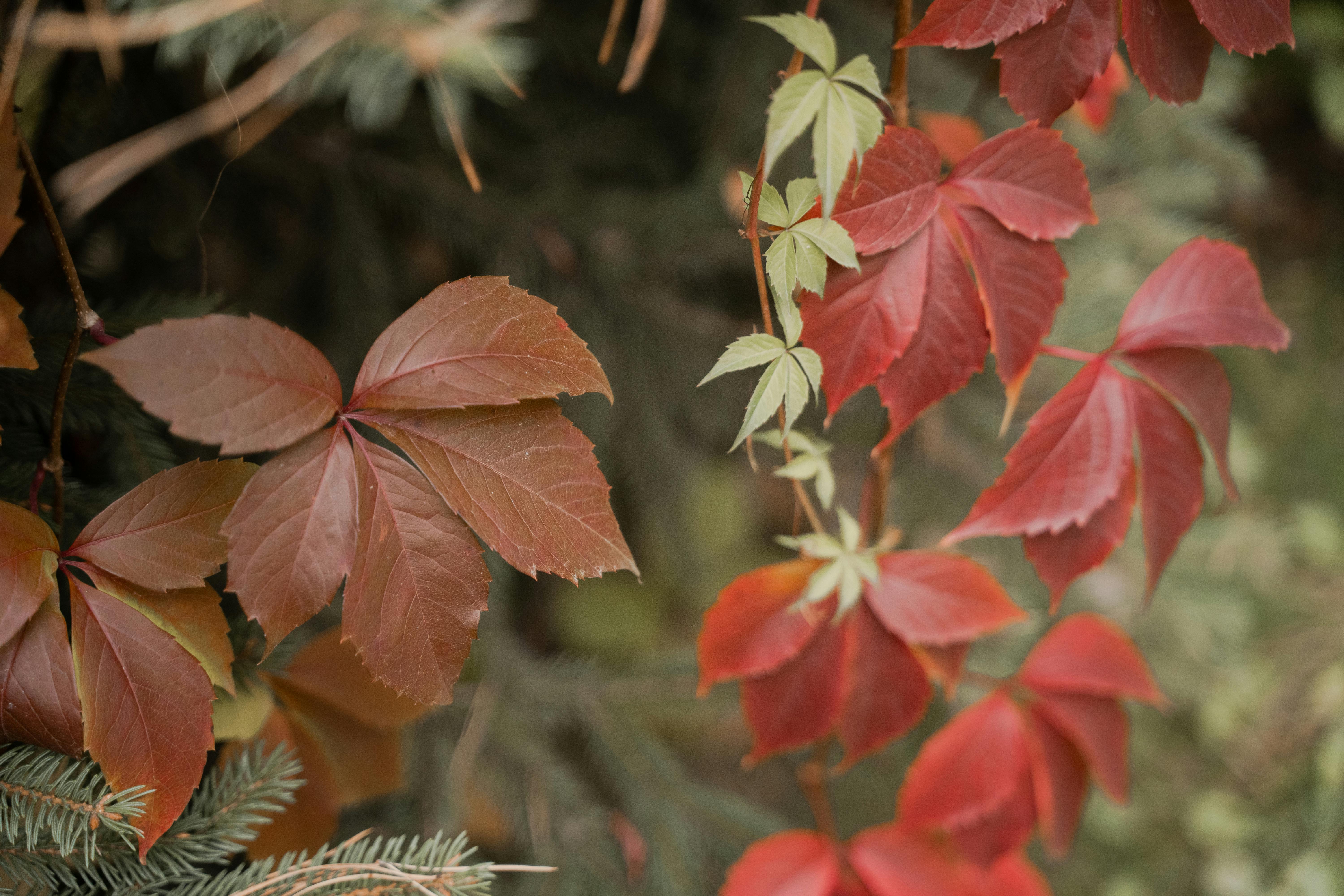 Red Diamond Shaped Leaves in Close-Up Photography · Free Stock Photo