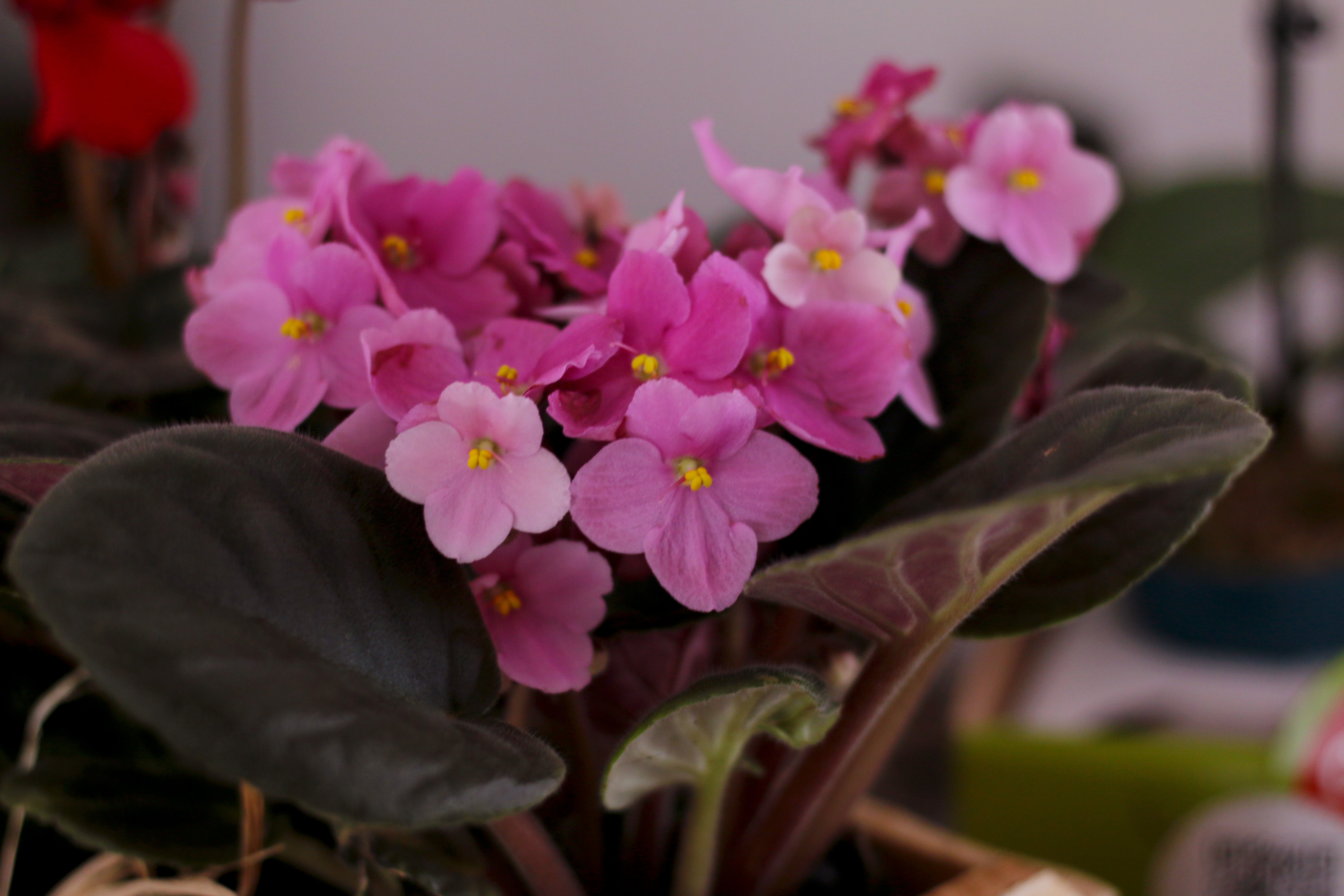 African House Plants: Easy Tips to Choose & Grow at Home