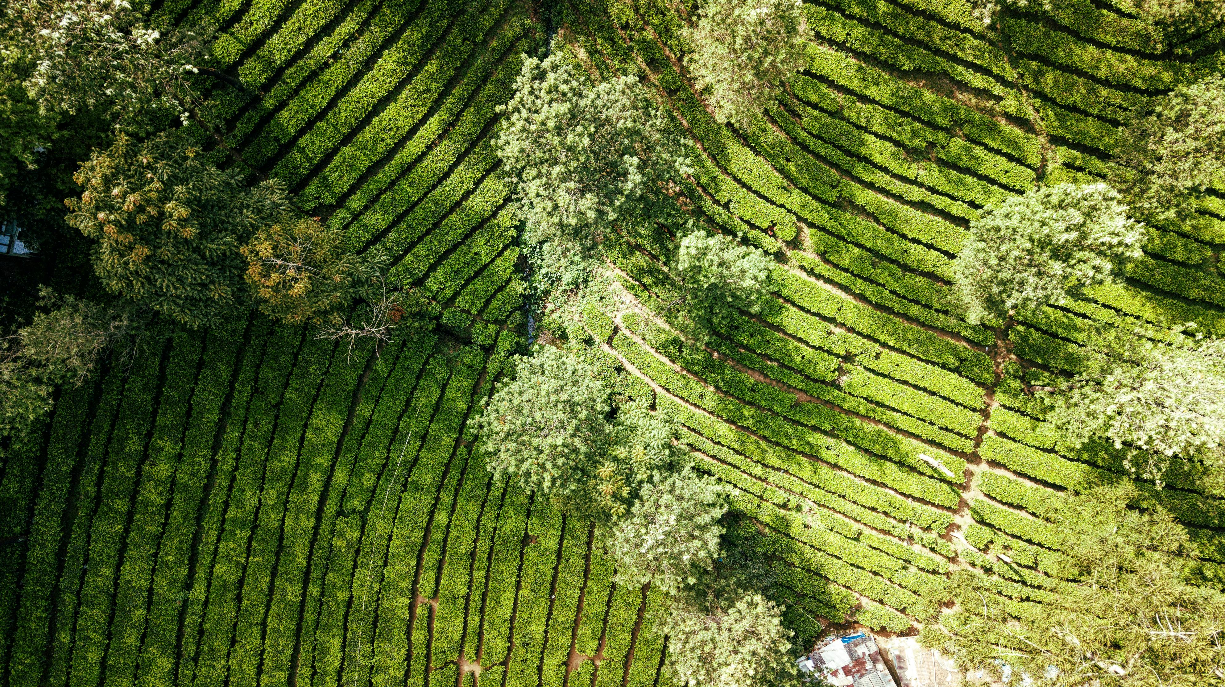 Aerial View of a Green Lush Foliage Farm · Free Stock Photo