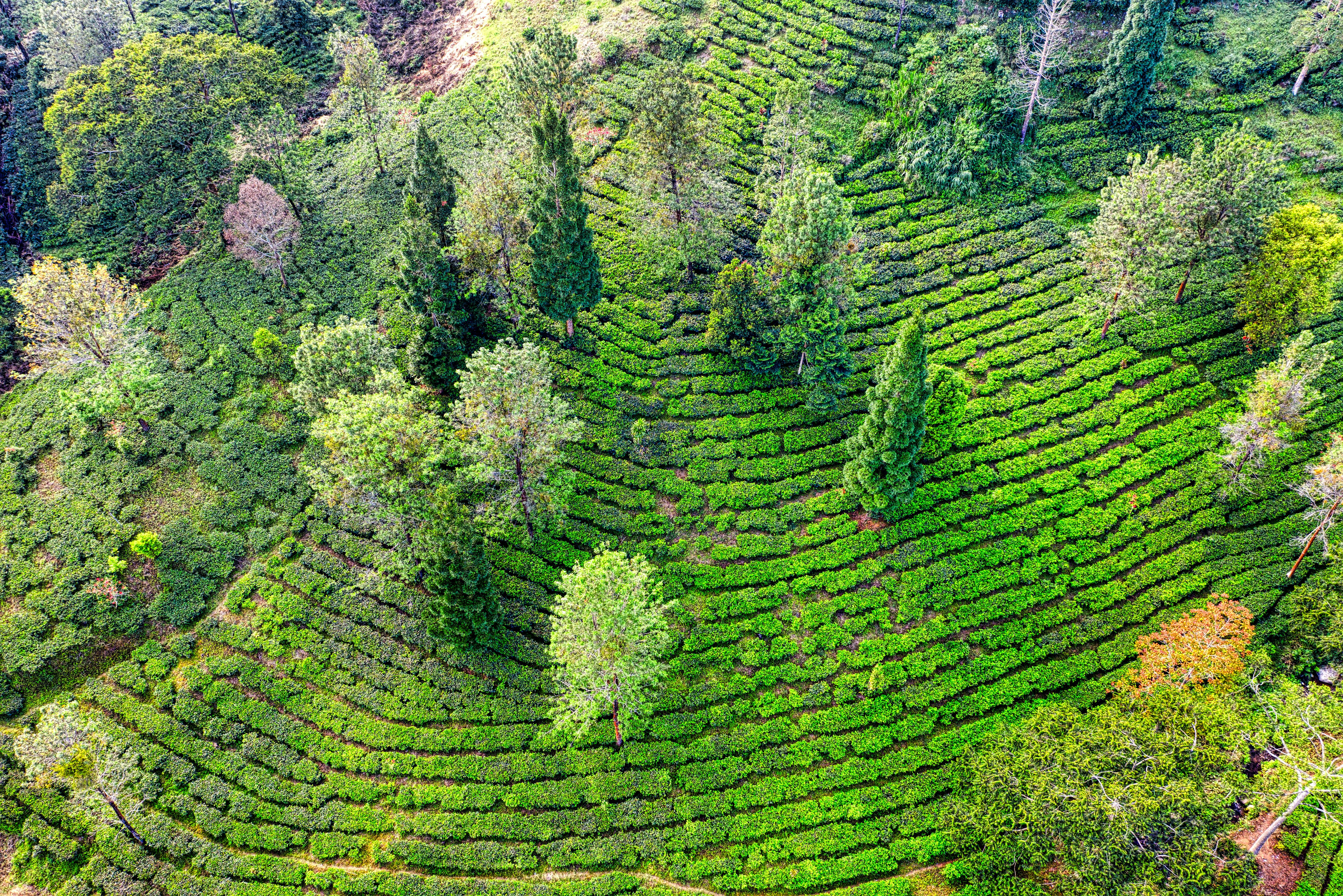 Aerial Footage of Cropland · Free Stock Photo