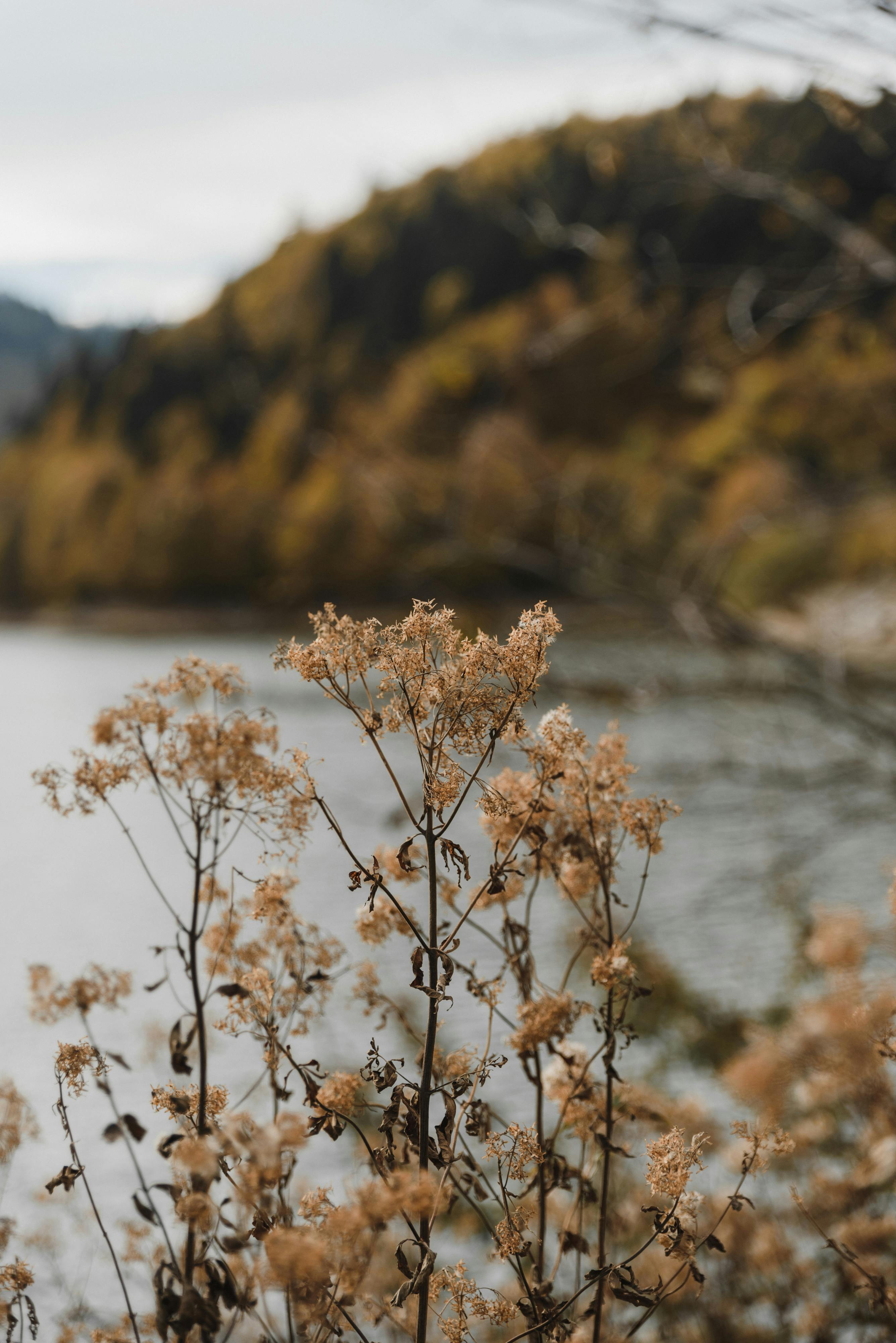Dry Bush on a Lake Shore · Free Stock Photo