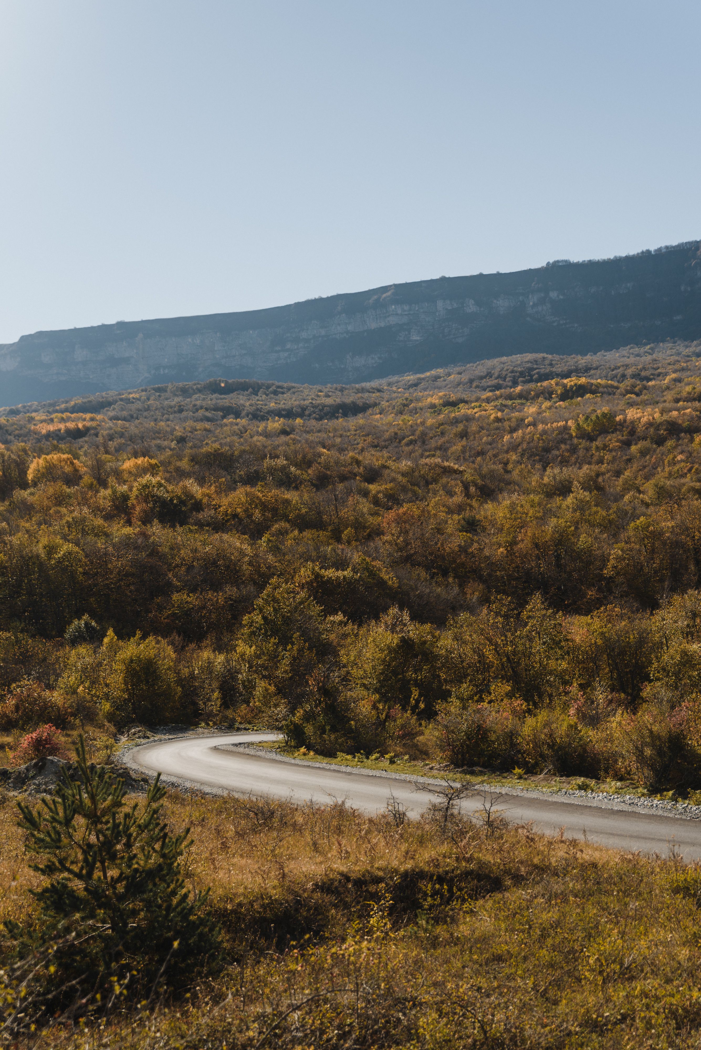 Low Angle Shot of an Asphalt Road Between Trees · Free Stock Photo