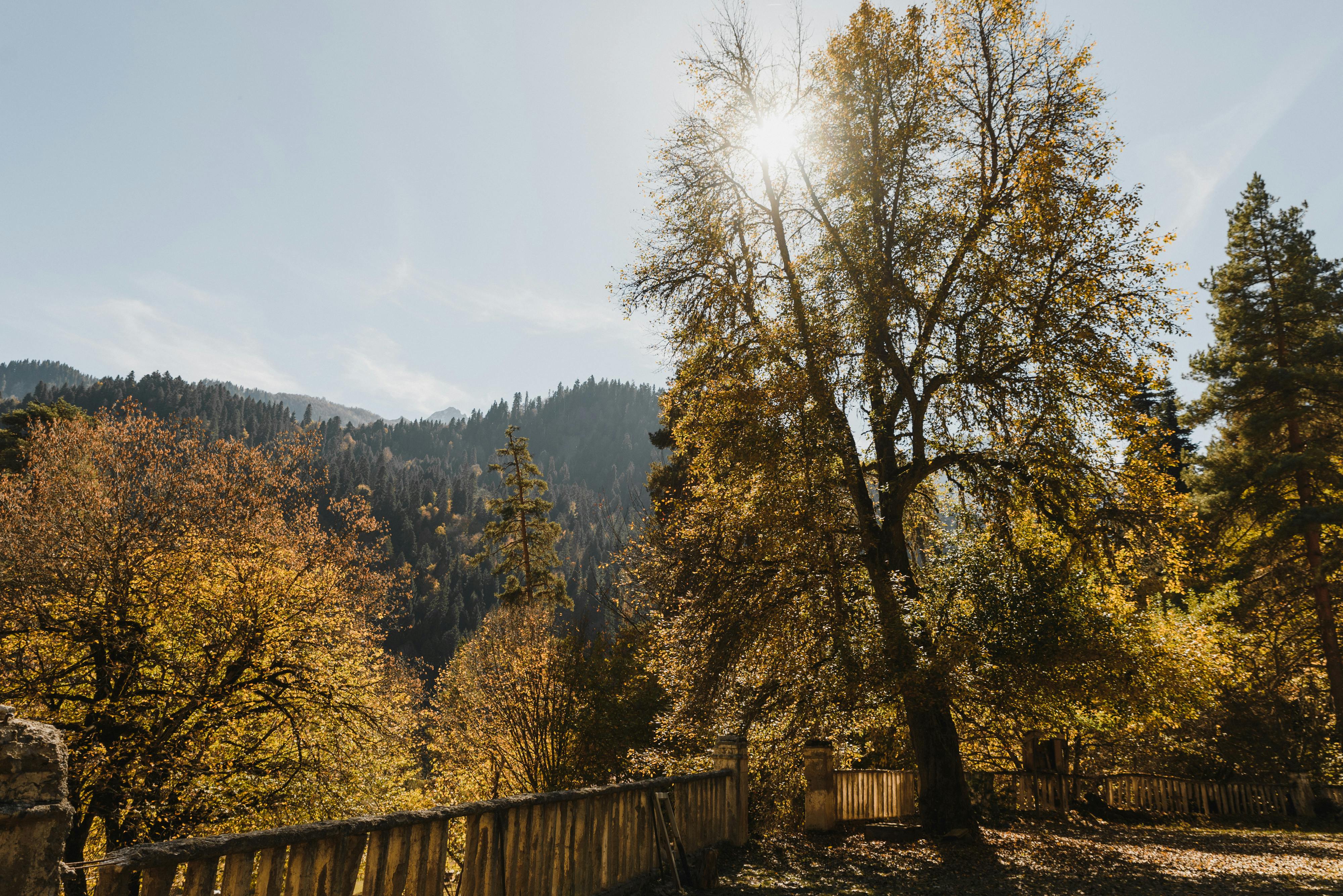Autumn Landscape with Trees · Free Stock Photo