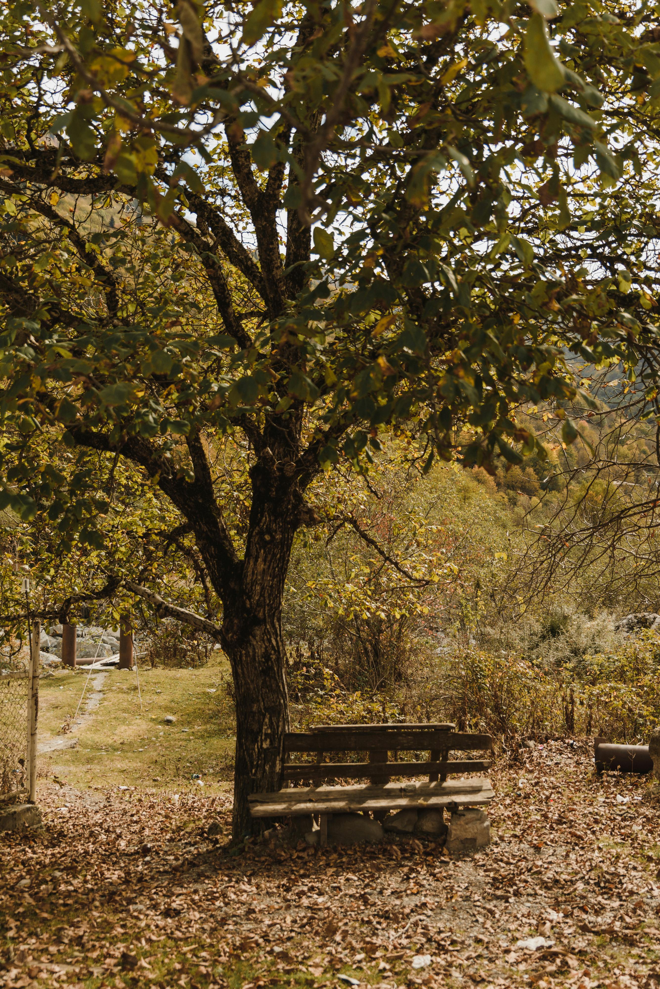 Old Wooden Bench Under the Tree · Free Stock Photo