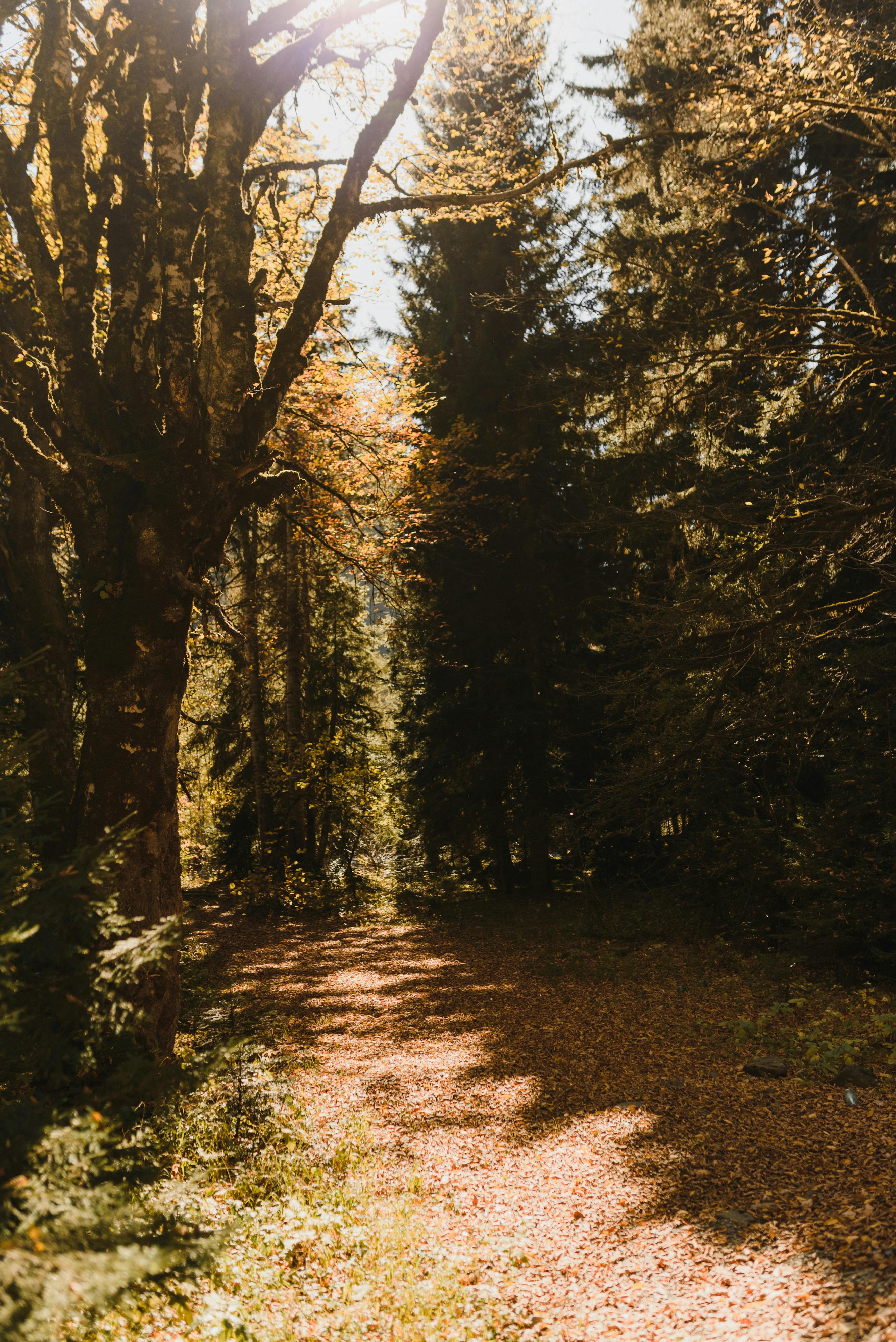 Pathway Between Trees · Free Stock Photo