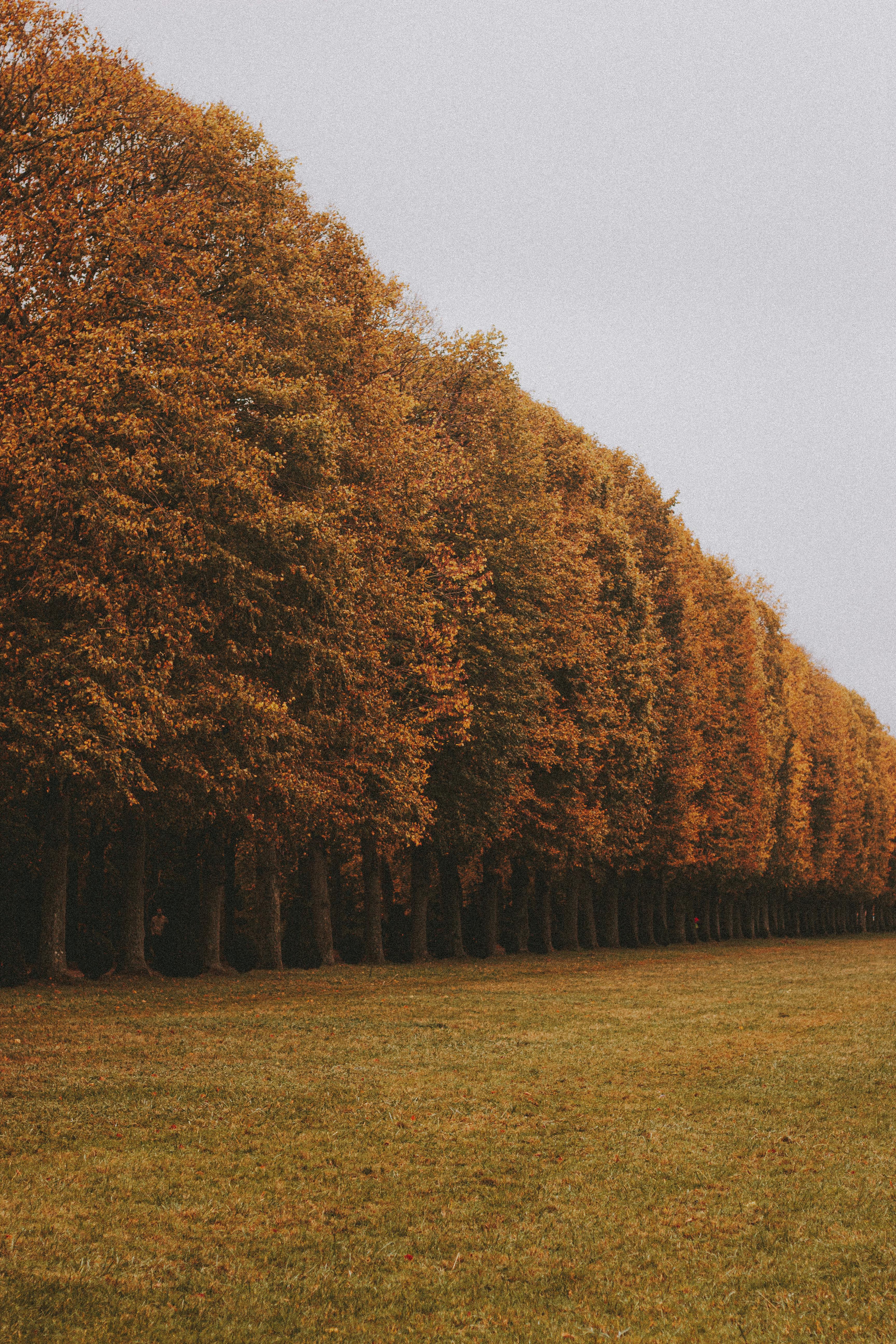 Margin of woods with autumnal trees · Free Stock Photo