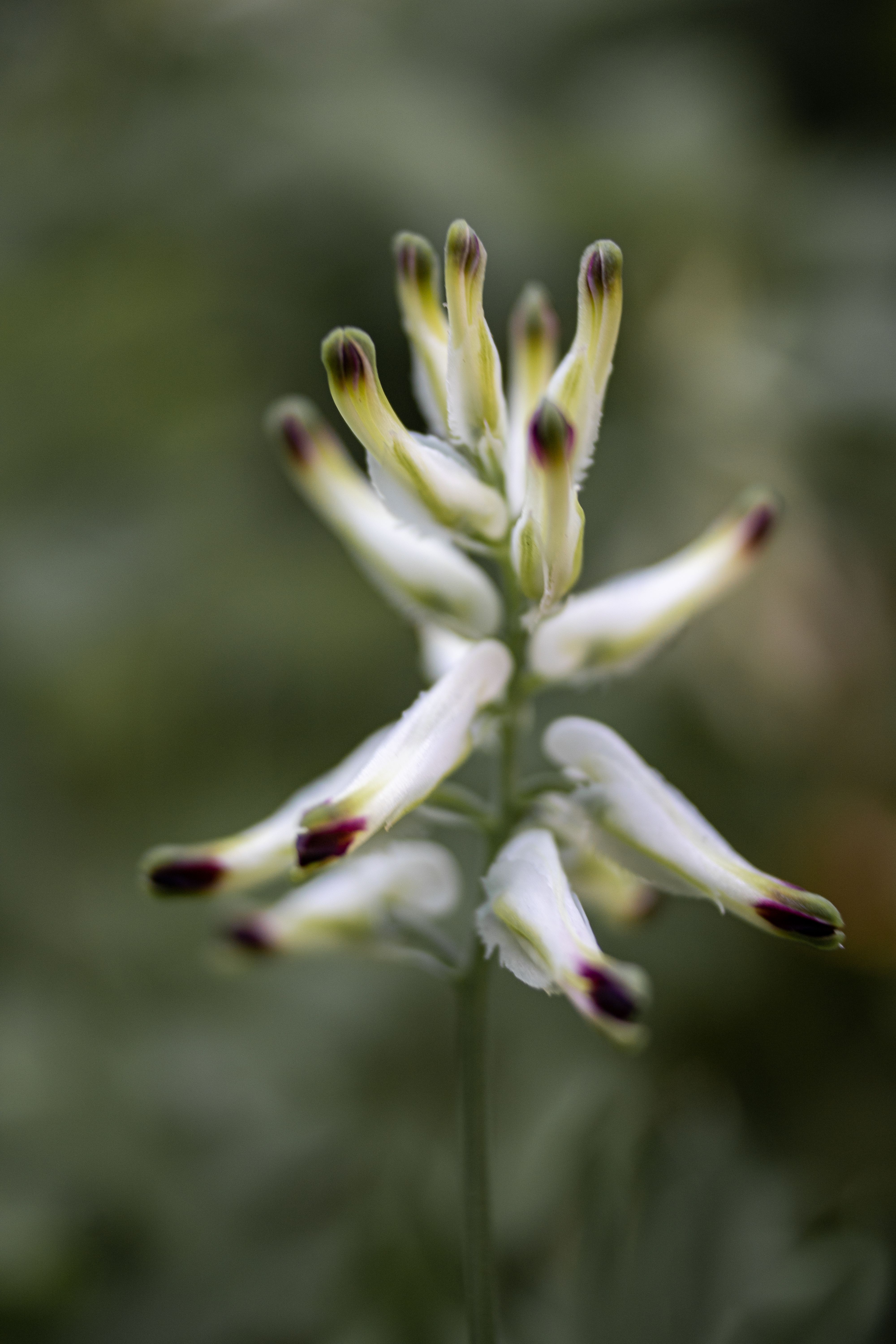 Plants 29 Photos & Videos Collected by Mark Cloete