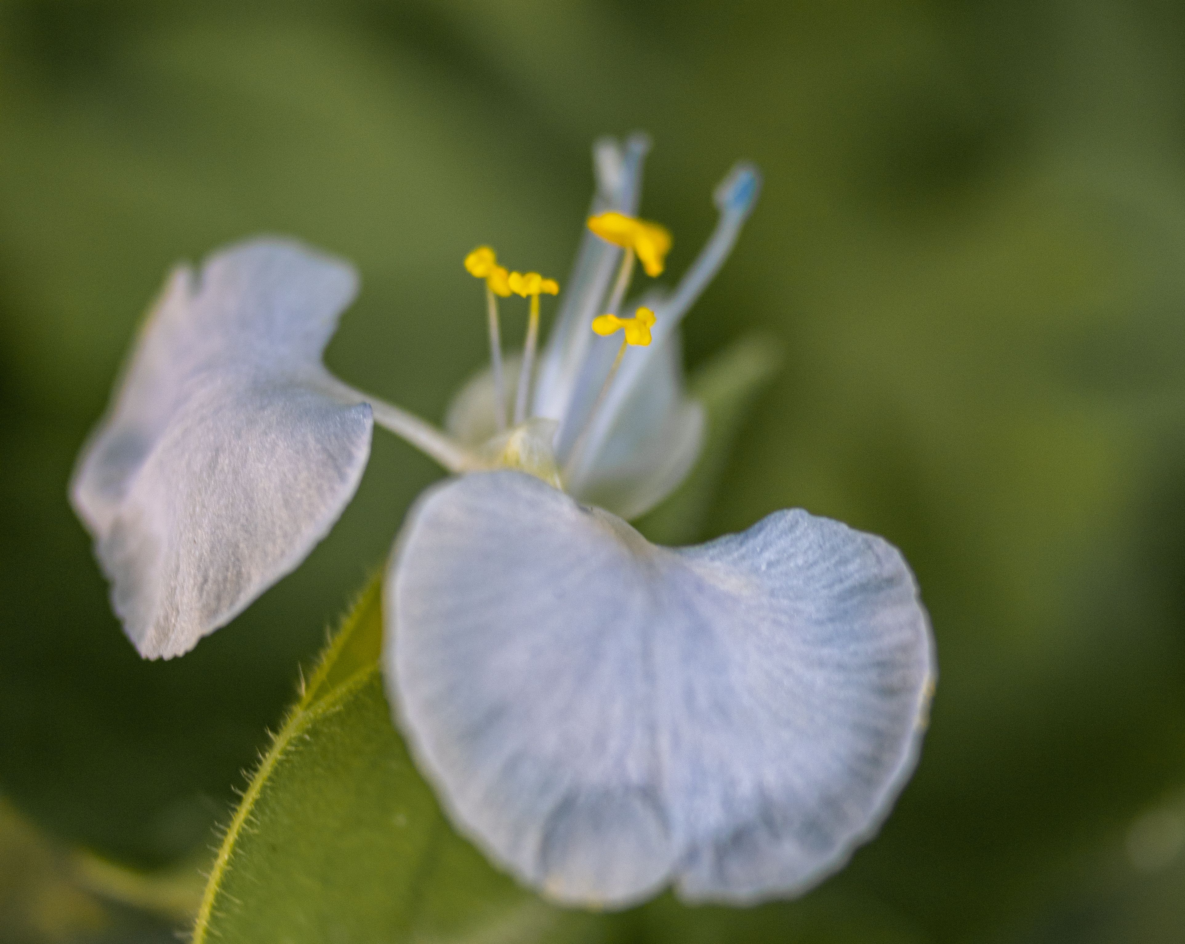 Plants 29 Photos & Videos Collected by Mark Cloete
