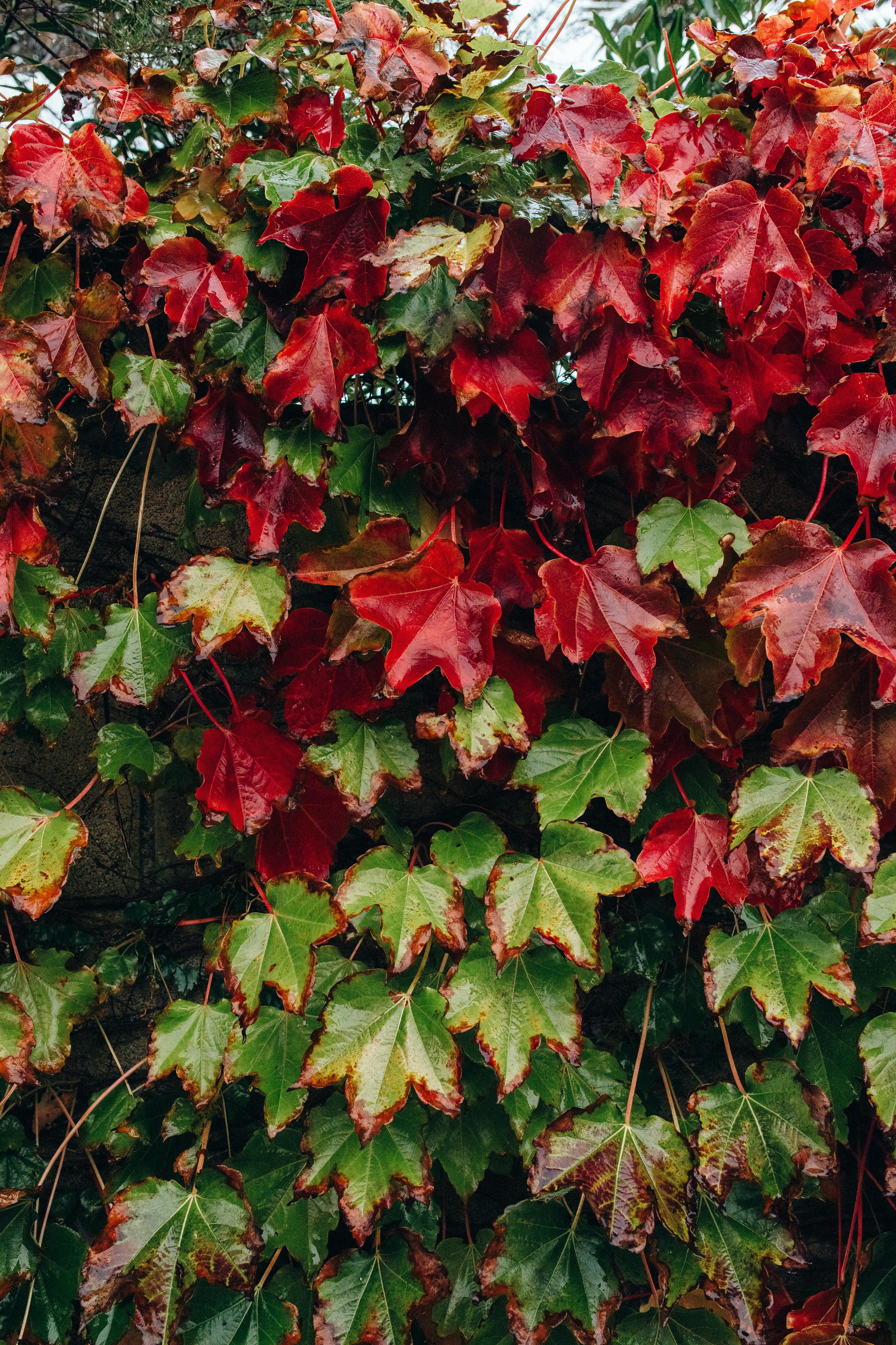 Earthy Smell After Rain Photos, Download The BEST Free Earthy Smell ...