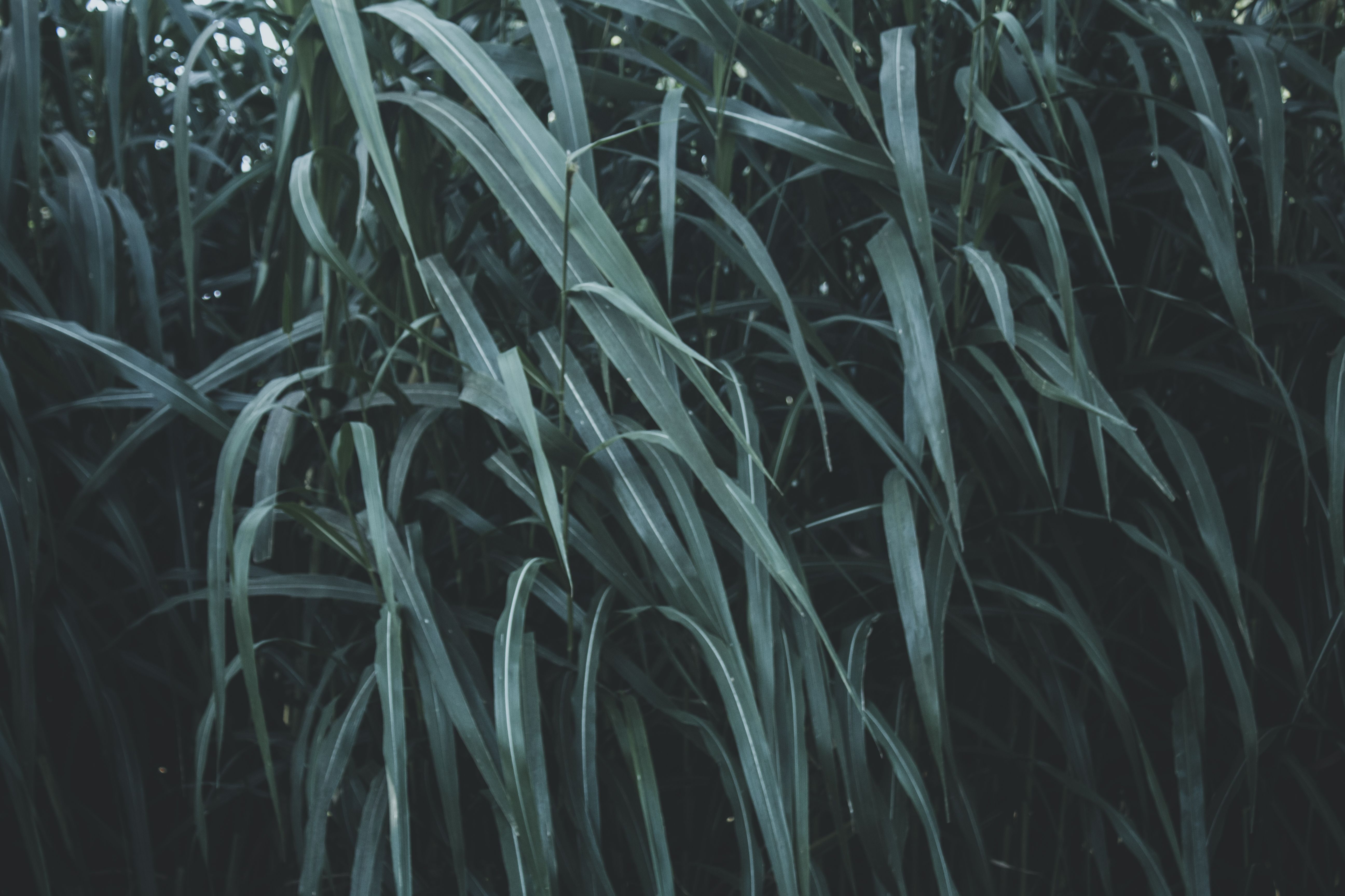 Blades of Grasses in Close-up Photography · Free Stock Photo