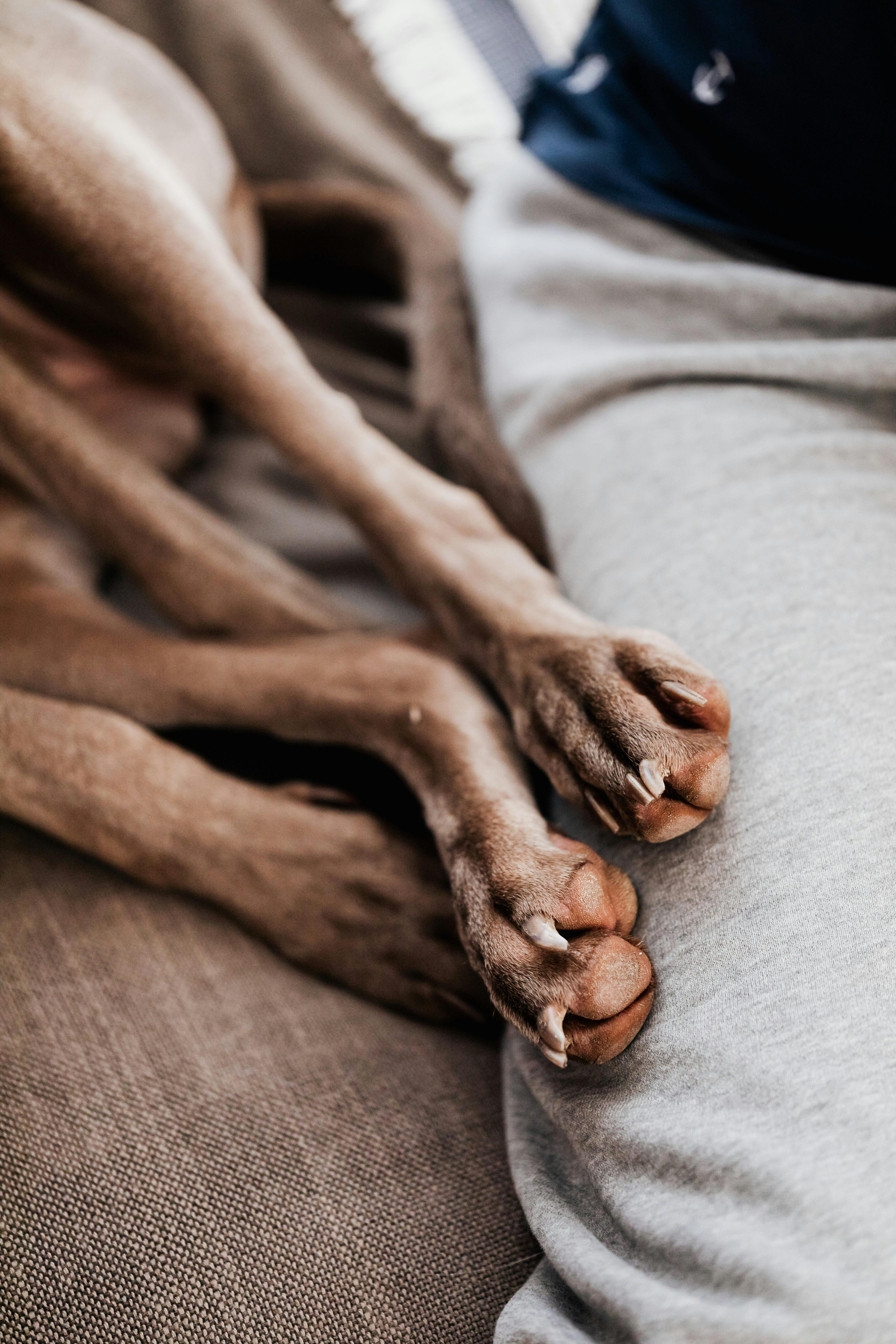 Dog Feet Photos, Download The BEST Free Dog Feet Stock Photos & HD Images
