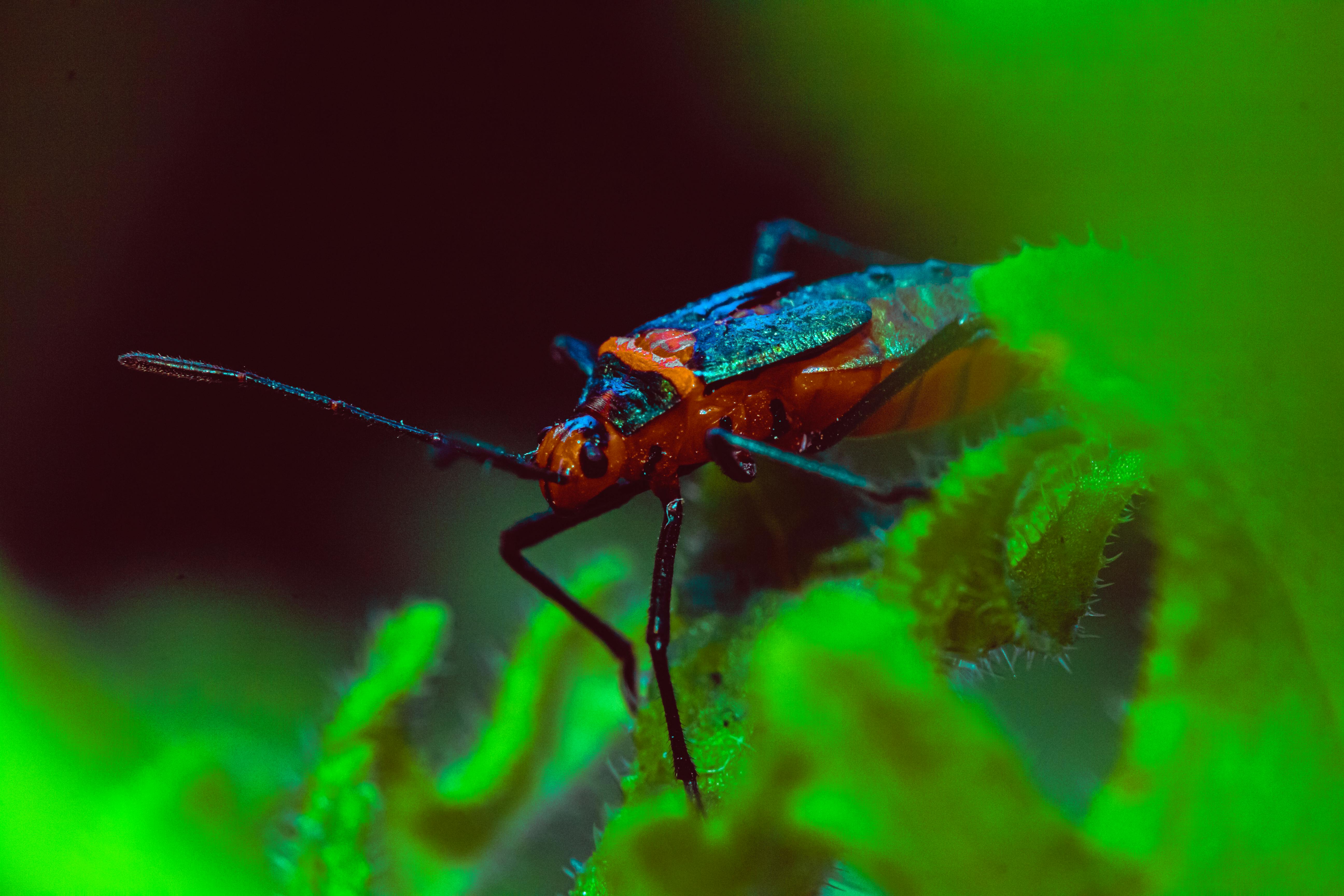 Rode Doornige Insecten Kruipen Op Droog Terrein In Dierentuin · gratis ...