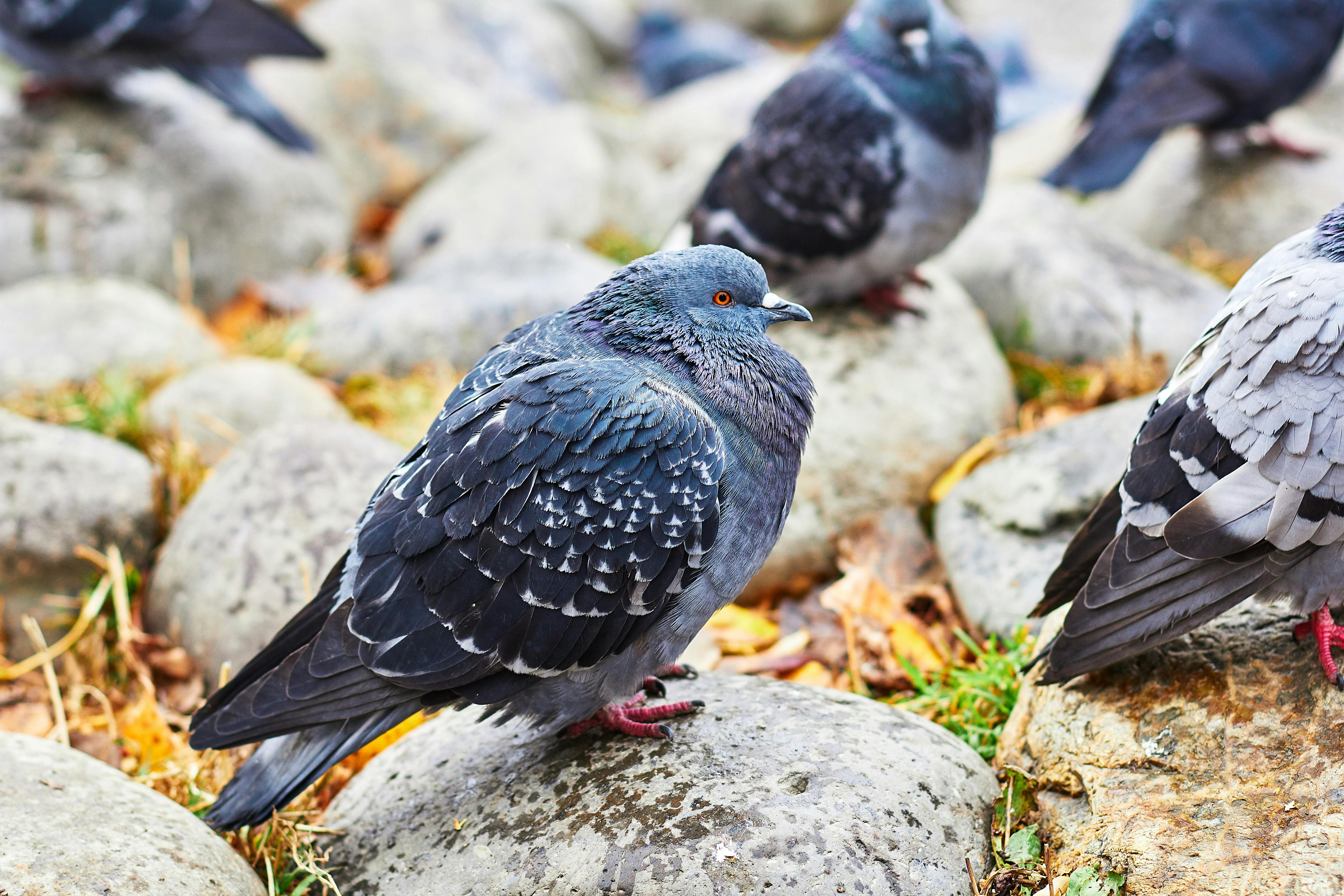 Pigeons Sitting on Stones Outdoors · Free Stock Photo