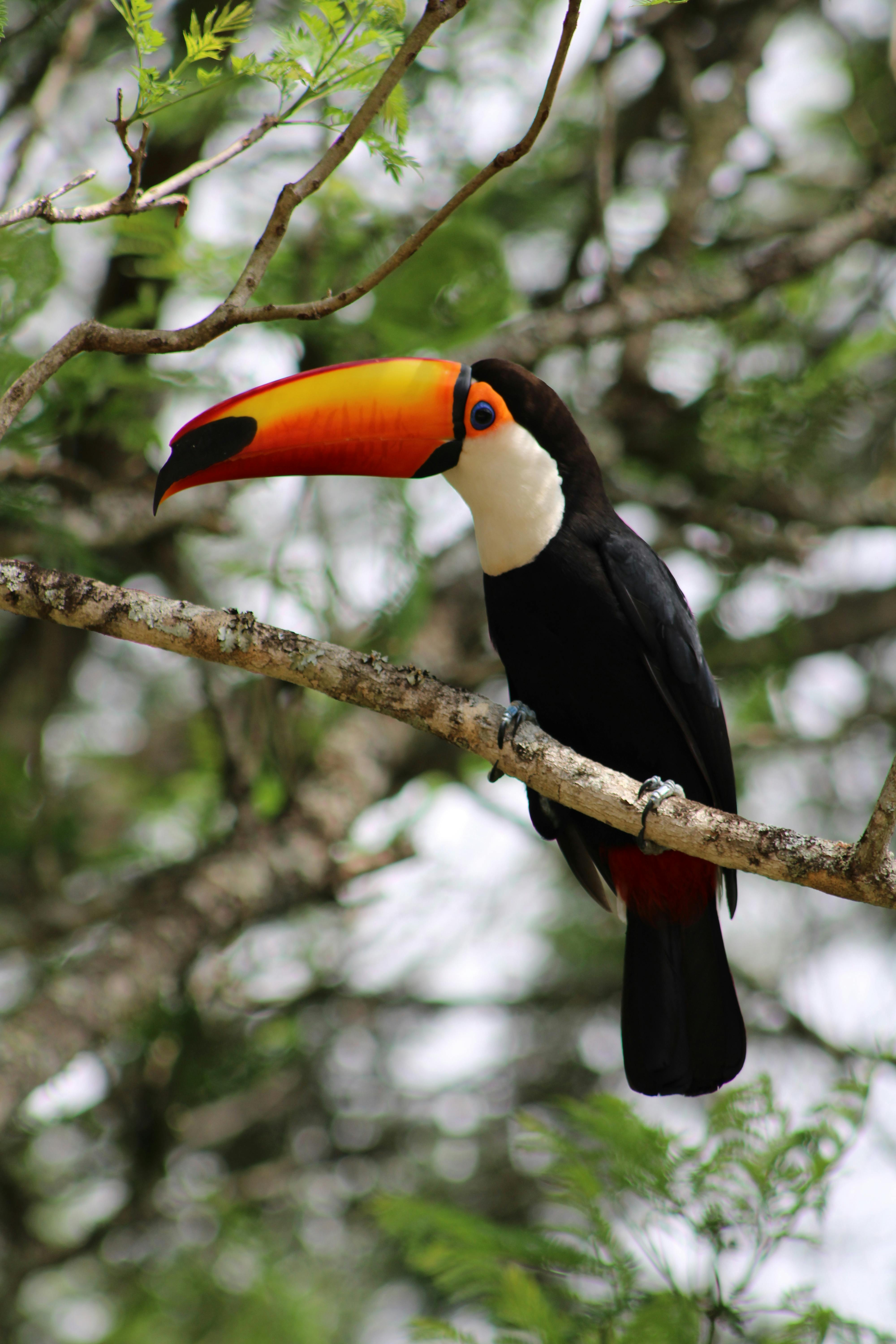Selective Focus Photo Of Toco Toucan Perched · Free Stock Photo