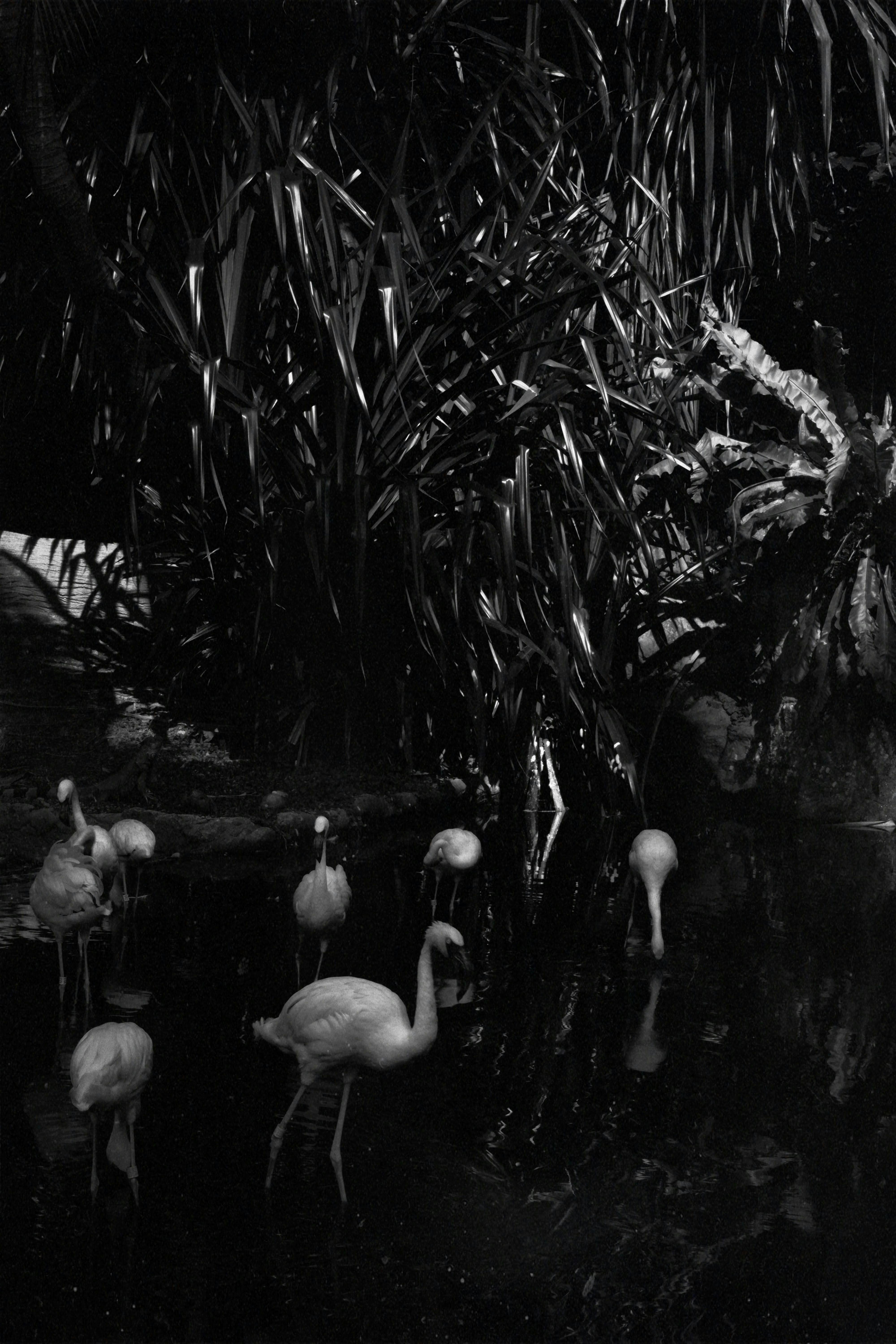 Grayscale Photo of Flamingos · Free Stock Photo