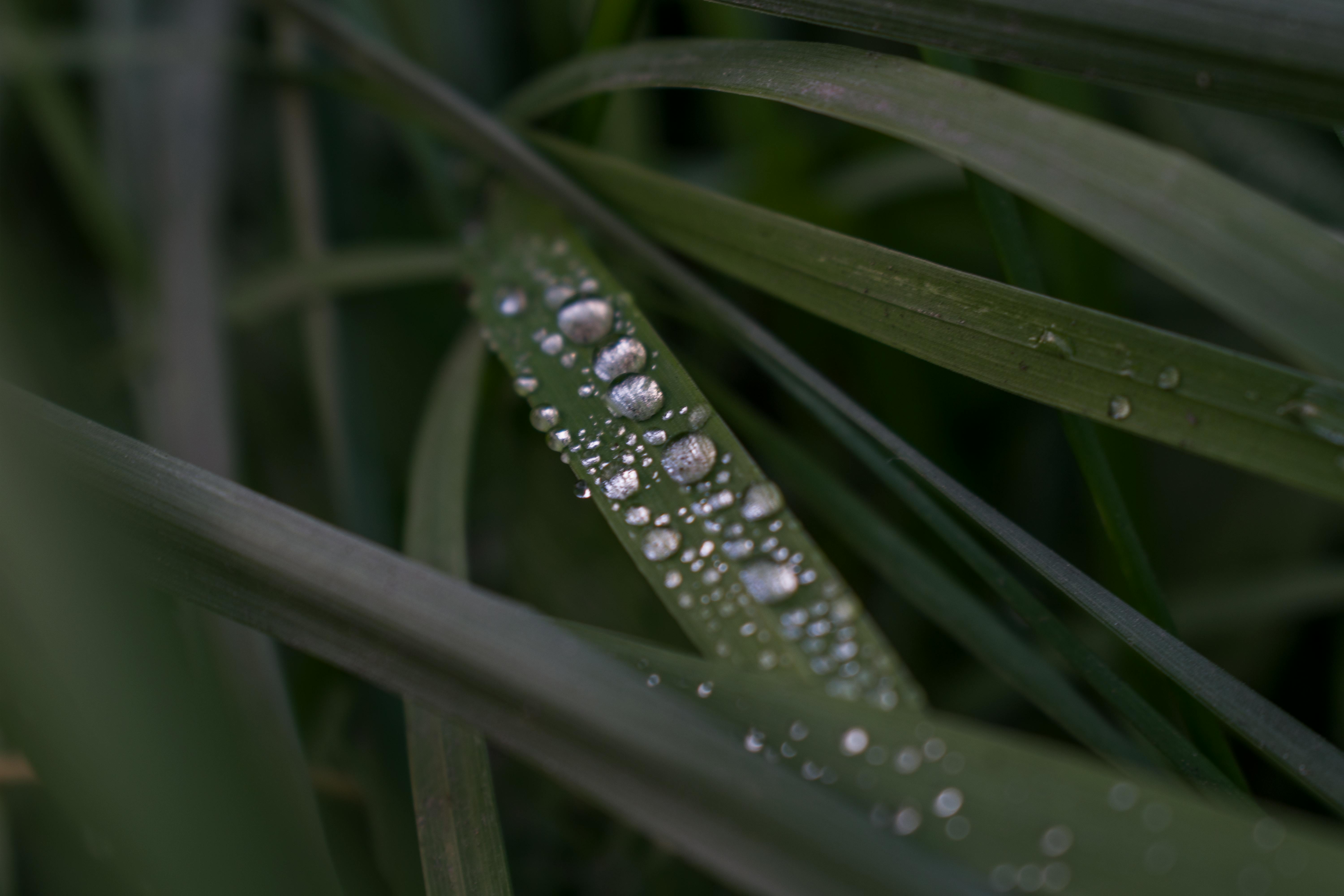 Moist Grass Photos, Download The BEST Free Moist Grass Stock Photos ...