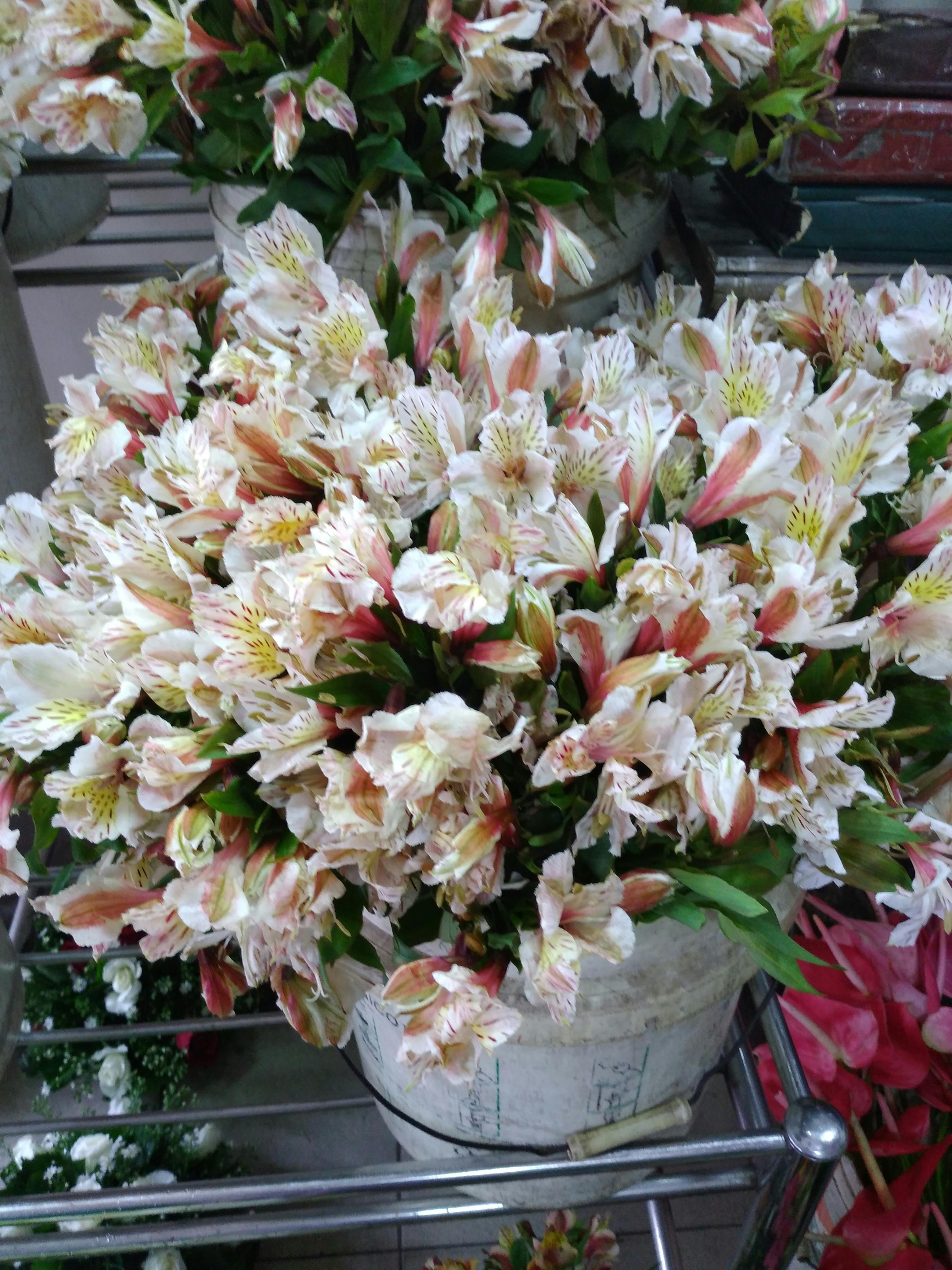 Flowers: Lankan Flora 7 Photos & Videos Collected by Raweena Perera