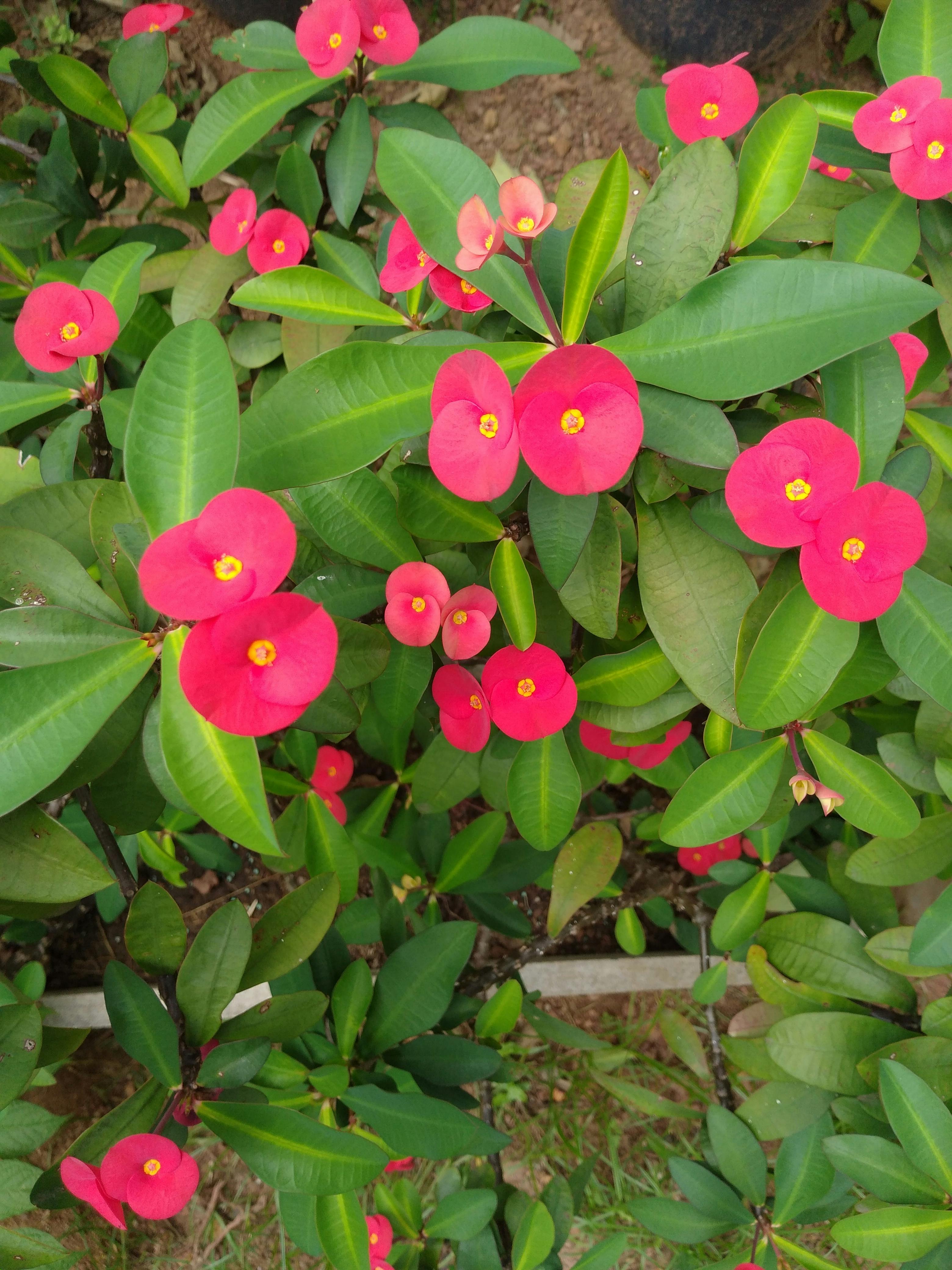 Flowers: Lankan Flora 7 Photos & Videos Collected by Raweena Perera