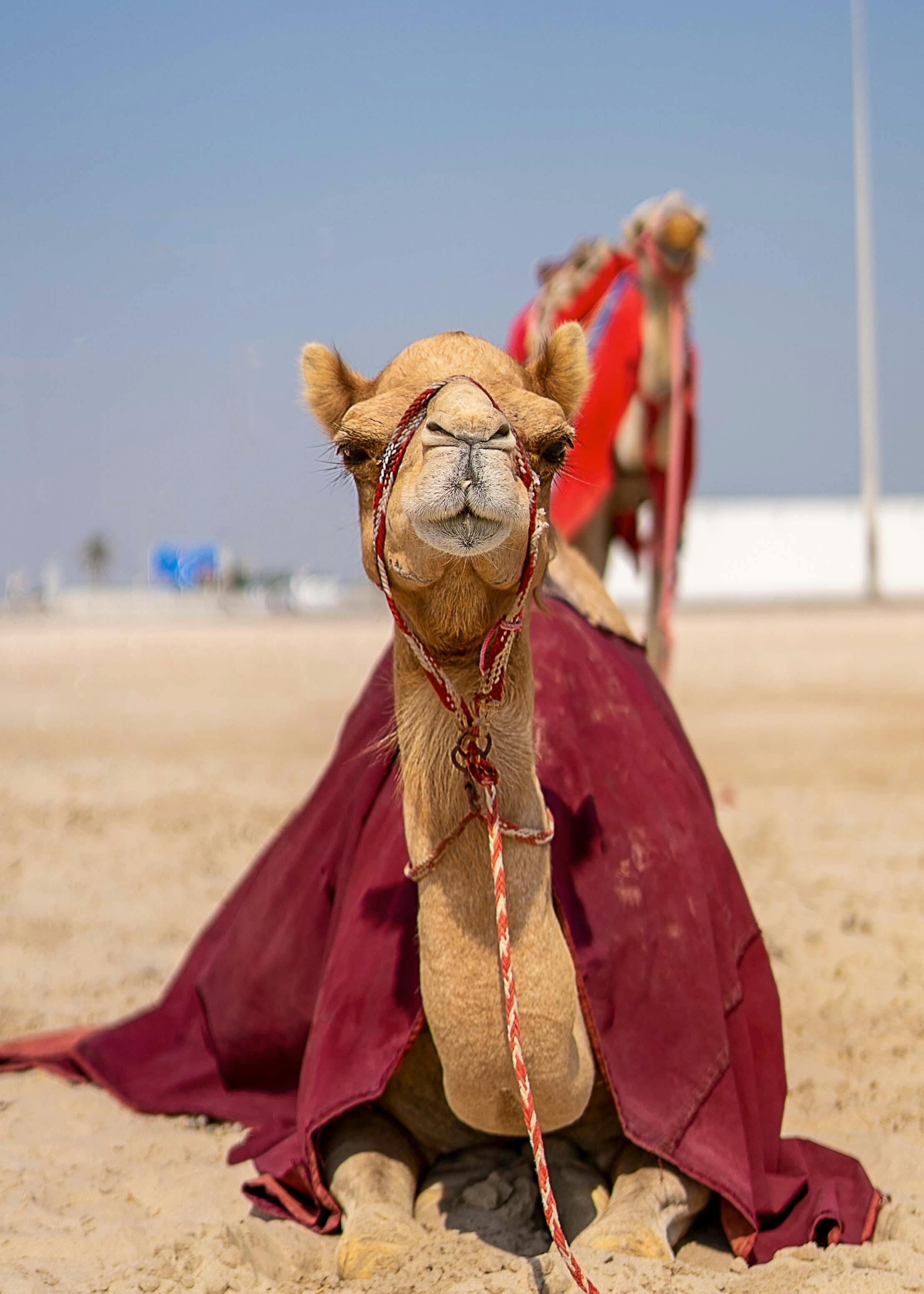 Camel Background Photos, Download The BEST Free Camel Background Stock ...