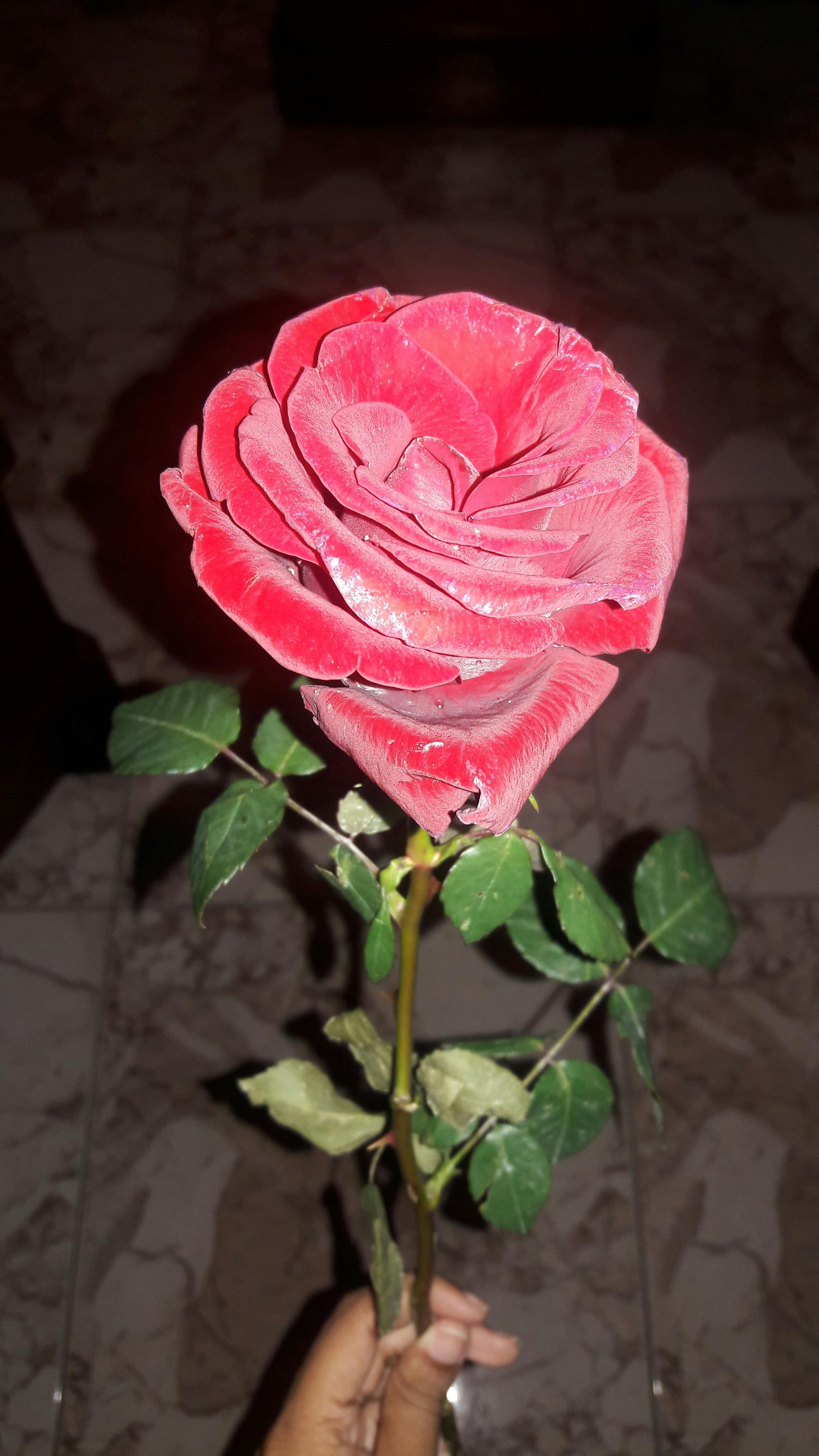 Flowers: Lankan Flora 7 Photos & Videos Collected by Raweena Perera