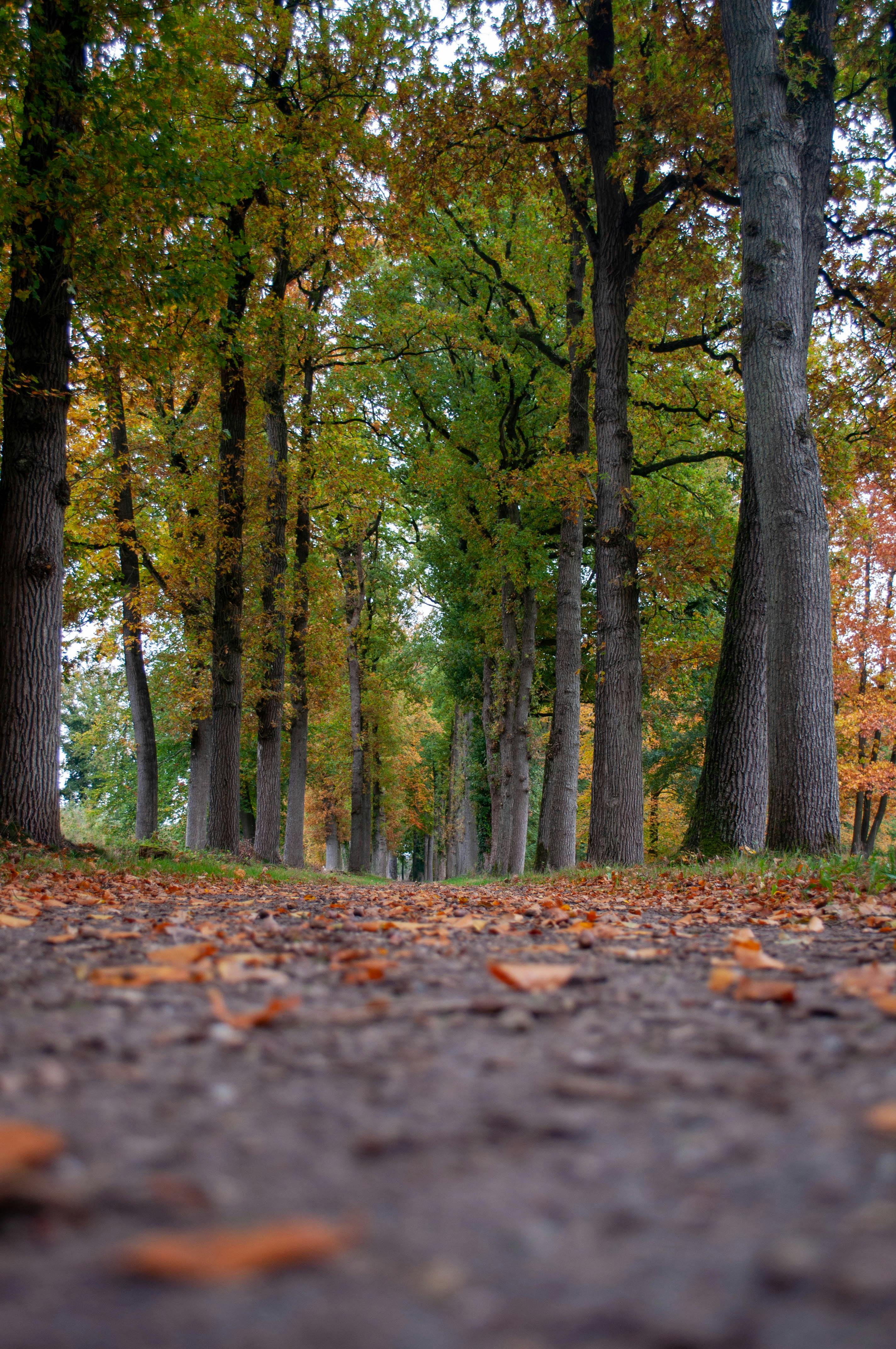 Trees · Free Stock Photo