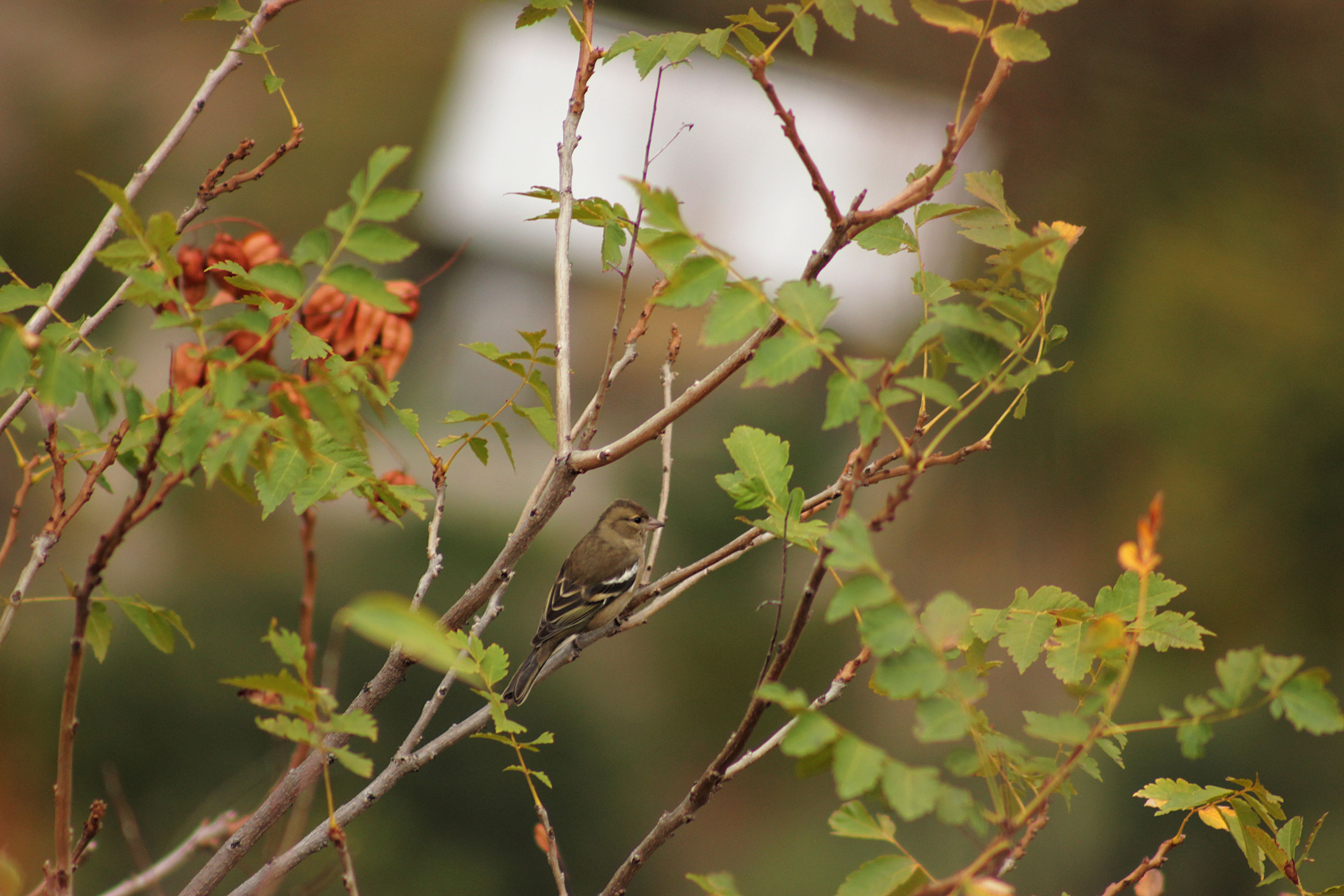 Young little leaves · Free Stock Photo