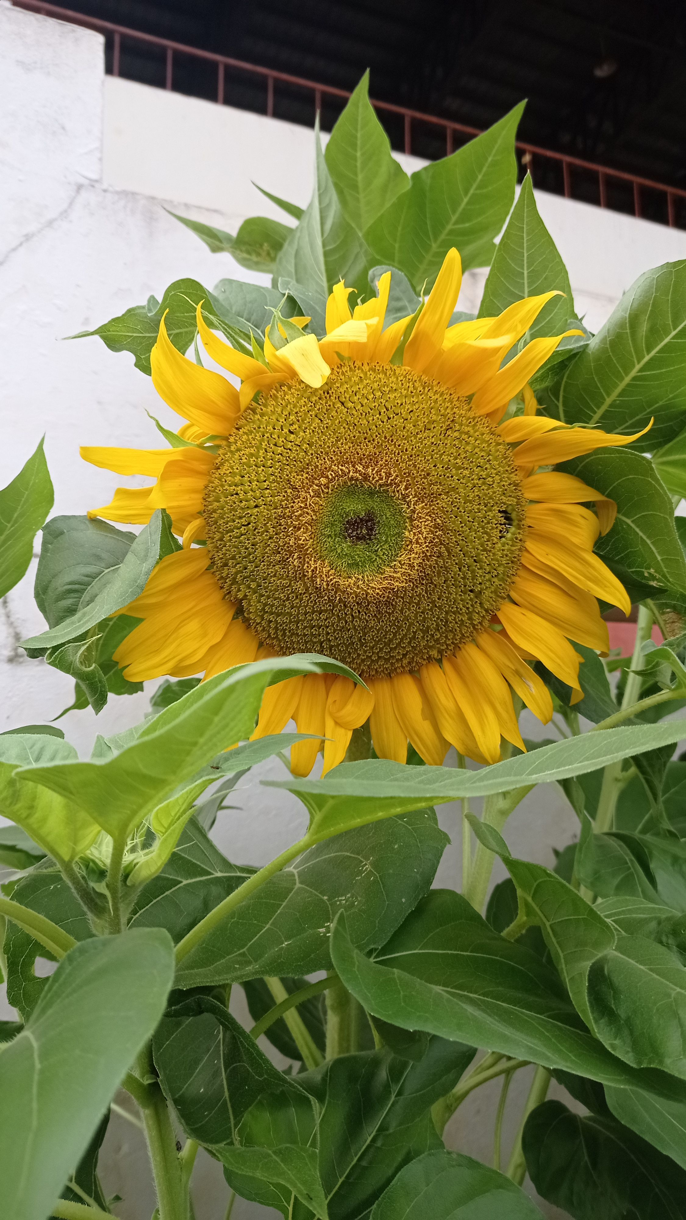 A Vibrant Sunflower in Bloom · Free Stock Photo